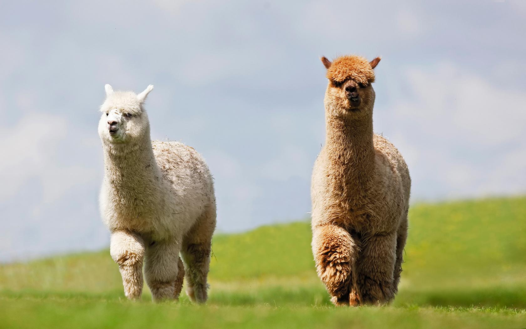 Lamas Wallpapers - Wallpaper Cave