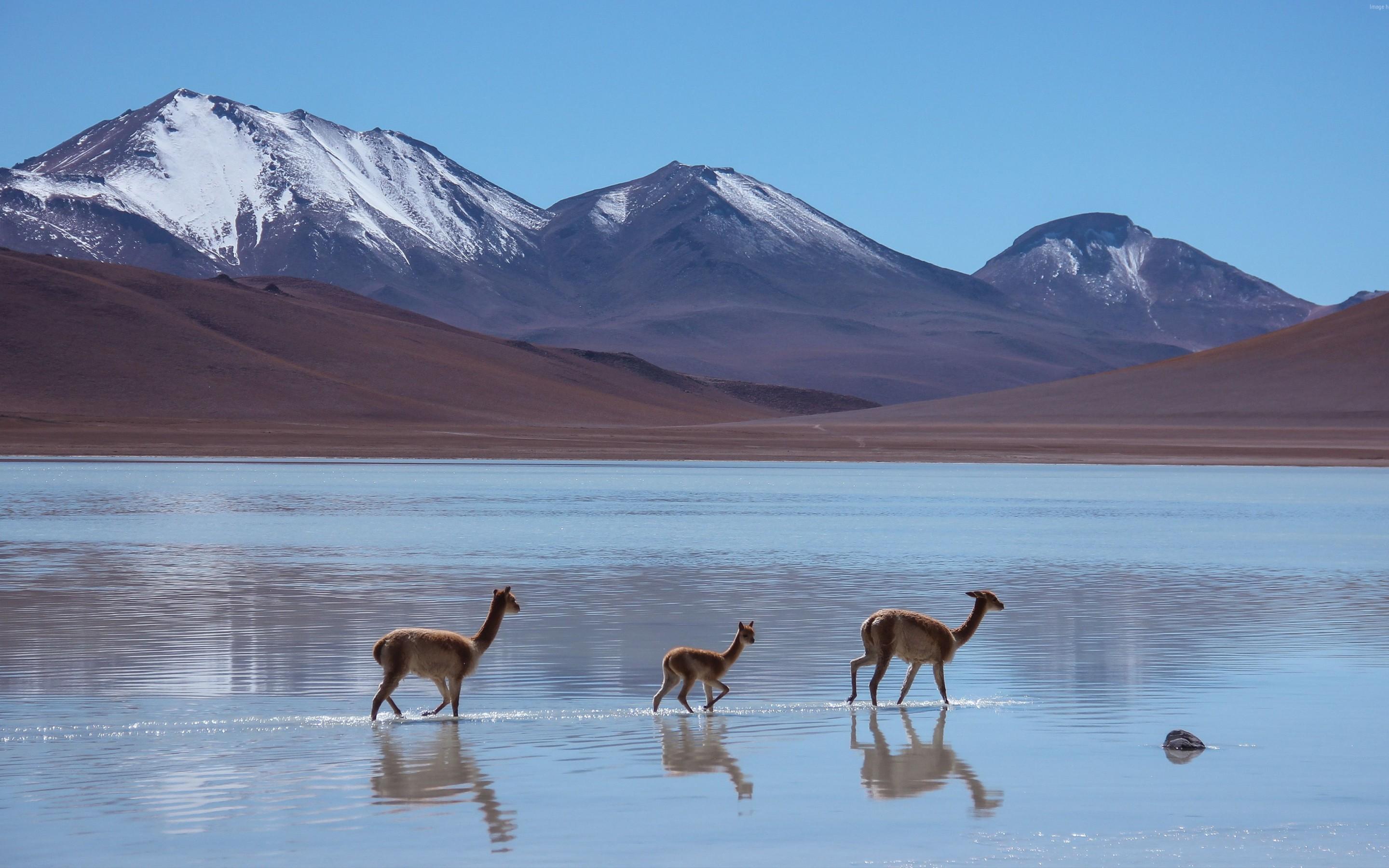 Lamas Wallpapers - Wallpaper Cave