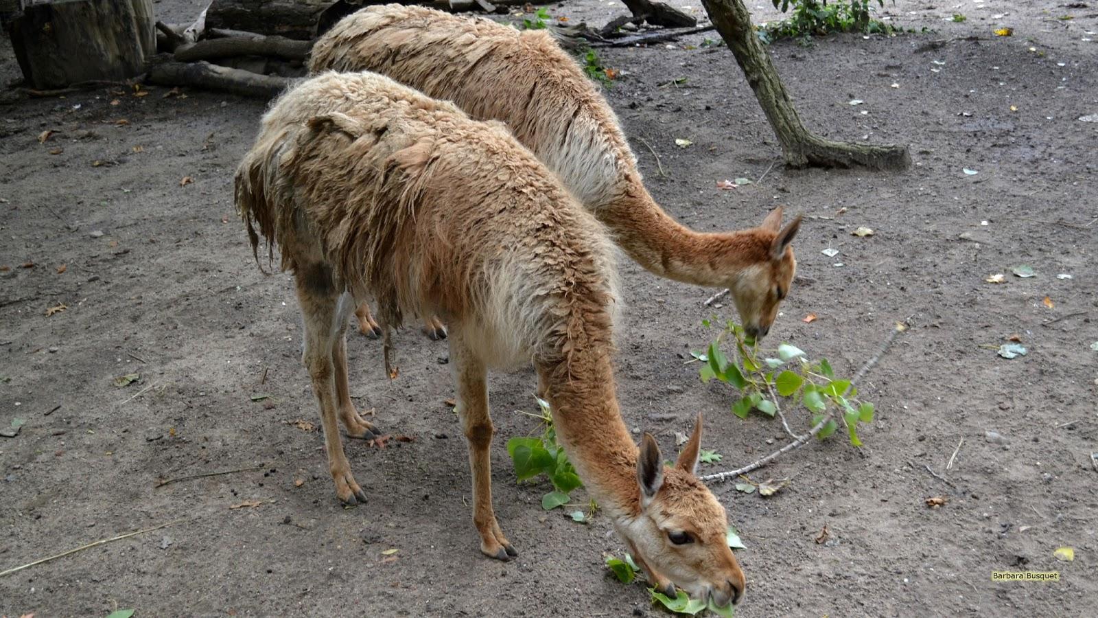 Lamas Wallpapers - Wallpaper Cave