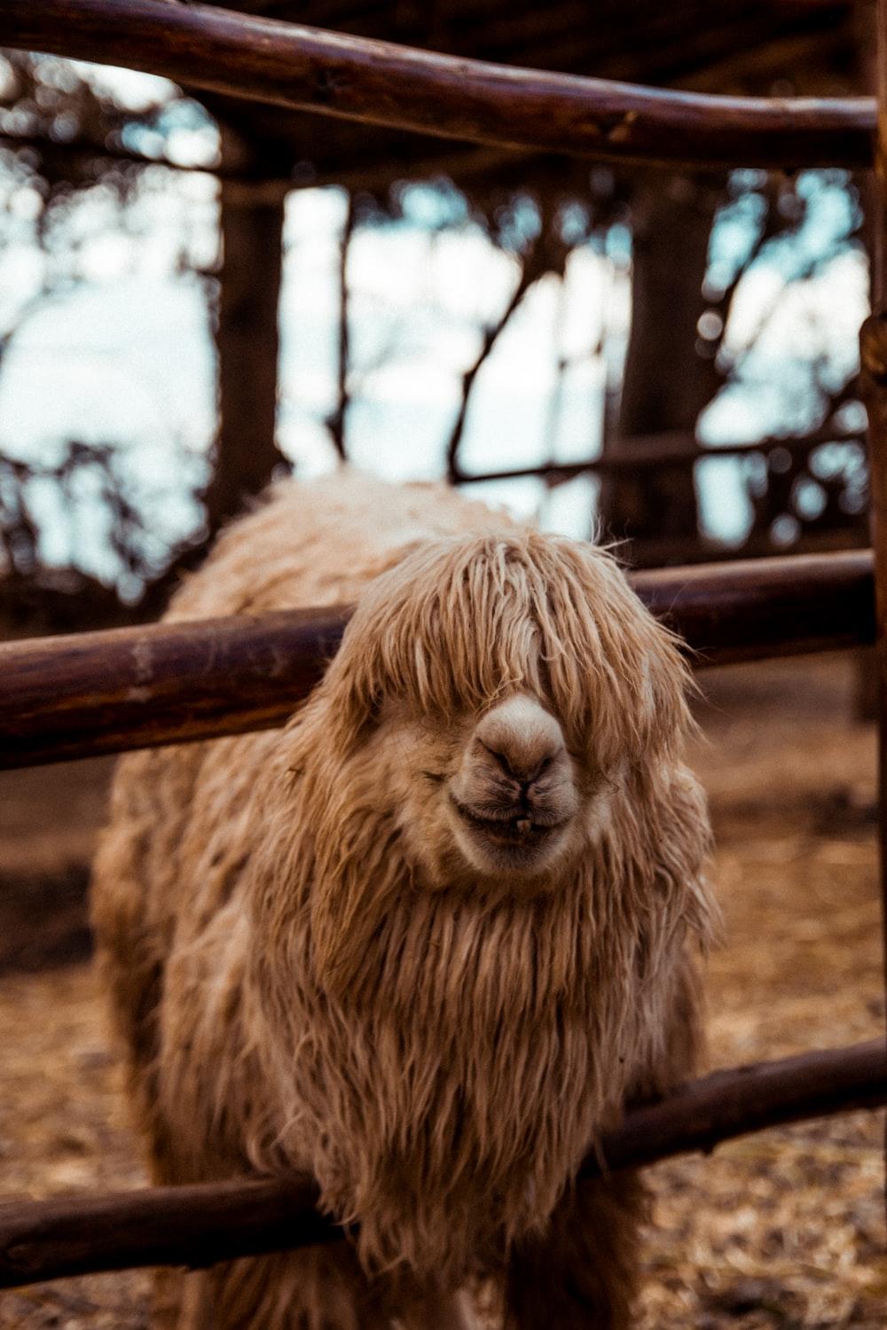 Lamas Hd Wallpaper Be'lama.hd Be'lama.hd Added A New Photo.