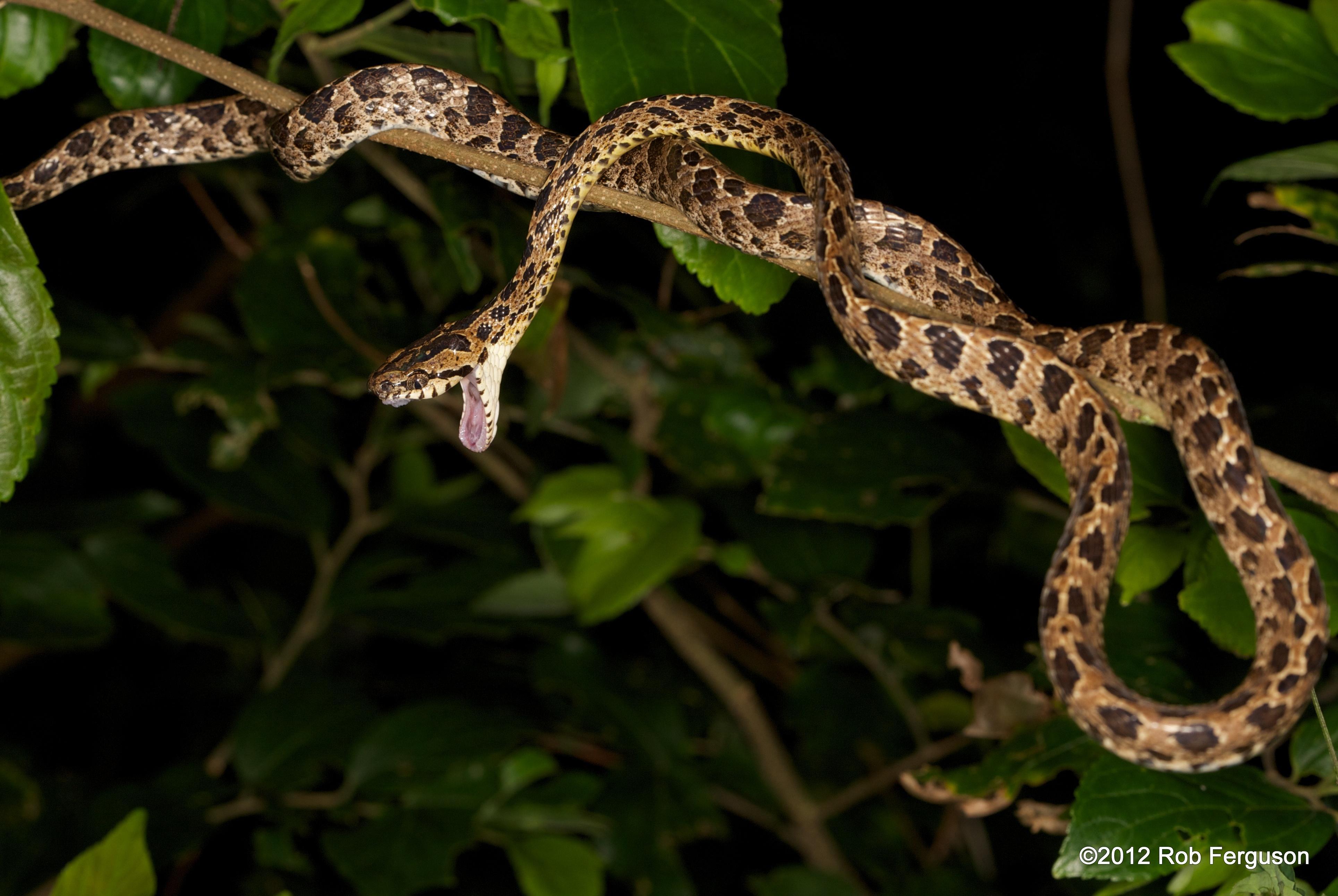 Boiga Multomaculata Wallpapers - Wallpaper Cave