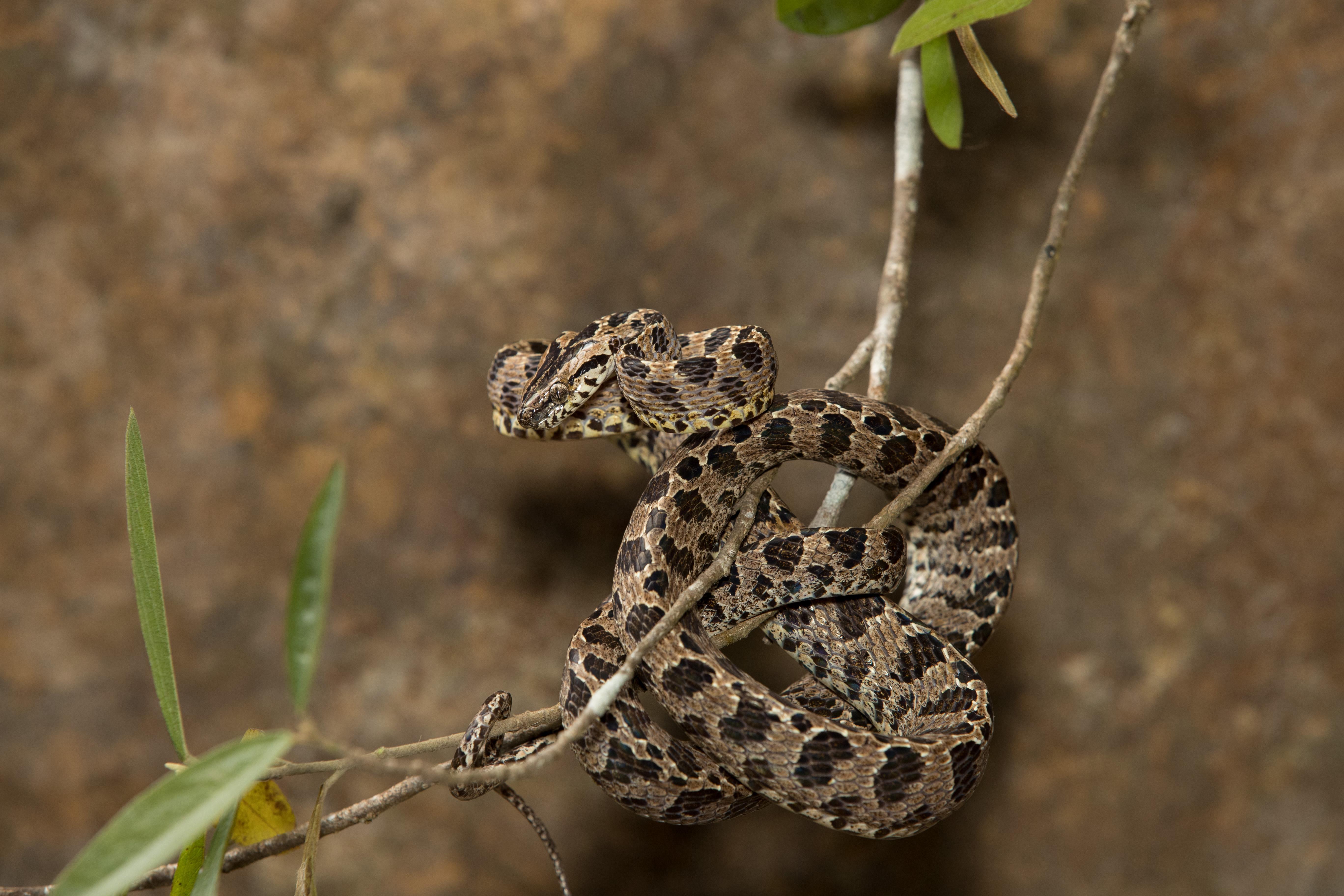 Boiga Multomaculata Wallpapers - Wallpaper Cave