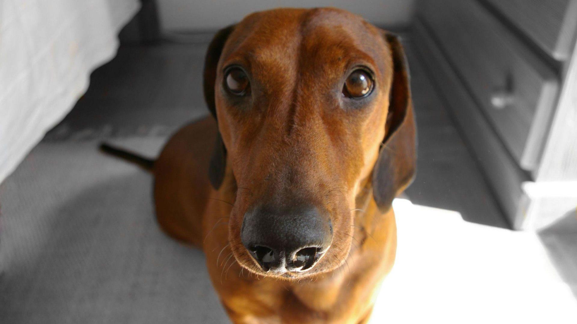 Doxies Wallpapers - Wallpaper Cave