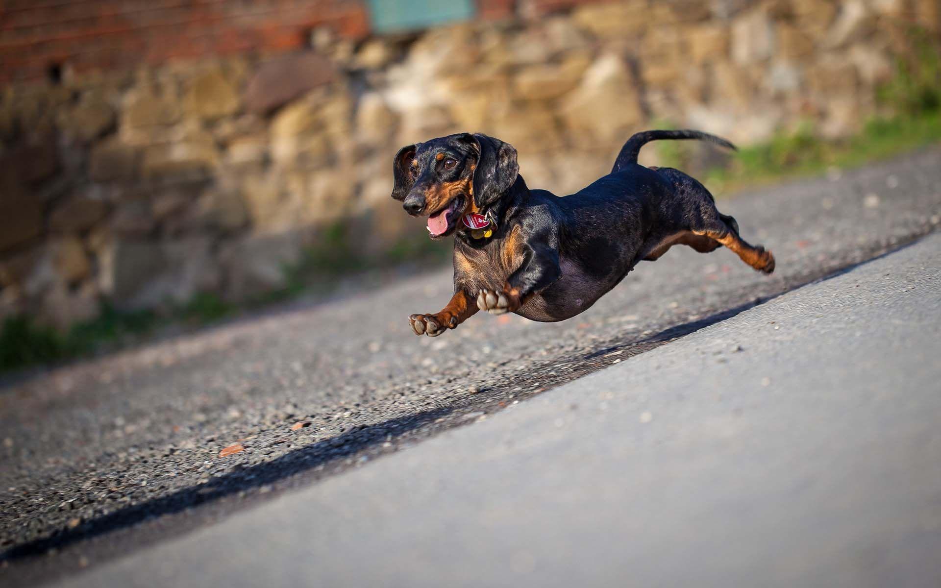 Doxies Wallpapers - Wallpaper Cave