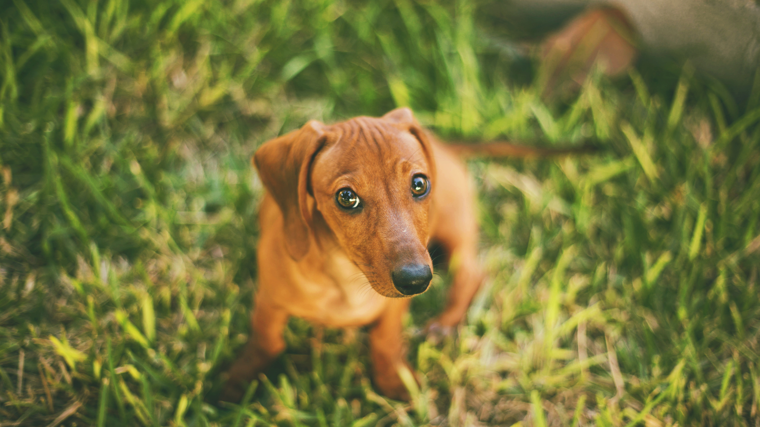 Doxies Wallpapers - Wallpaper Cave
