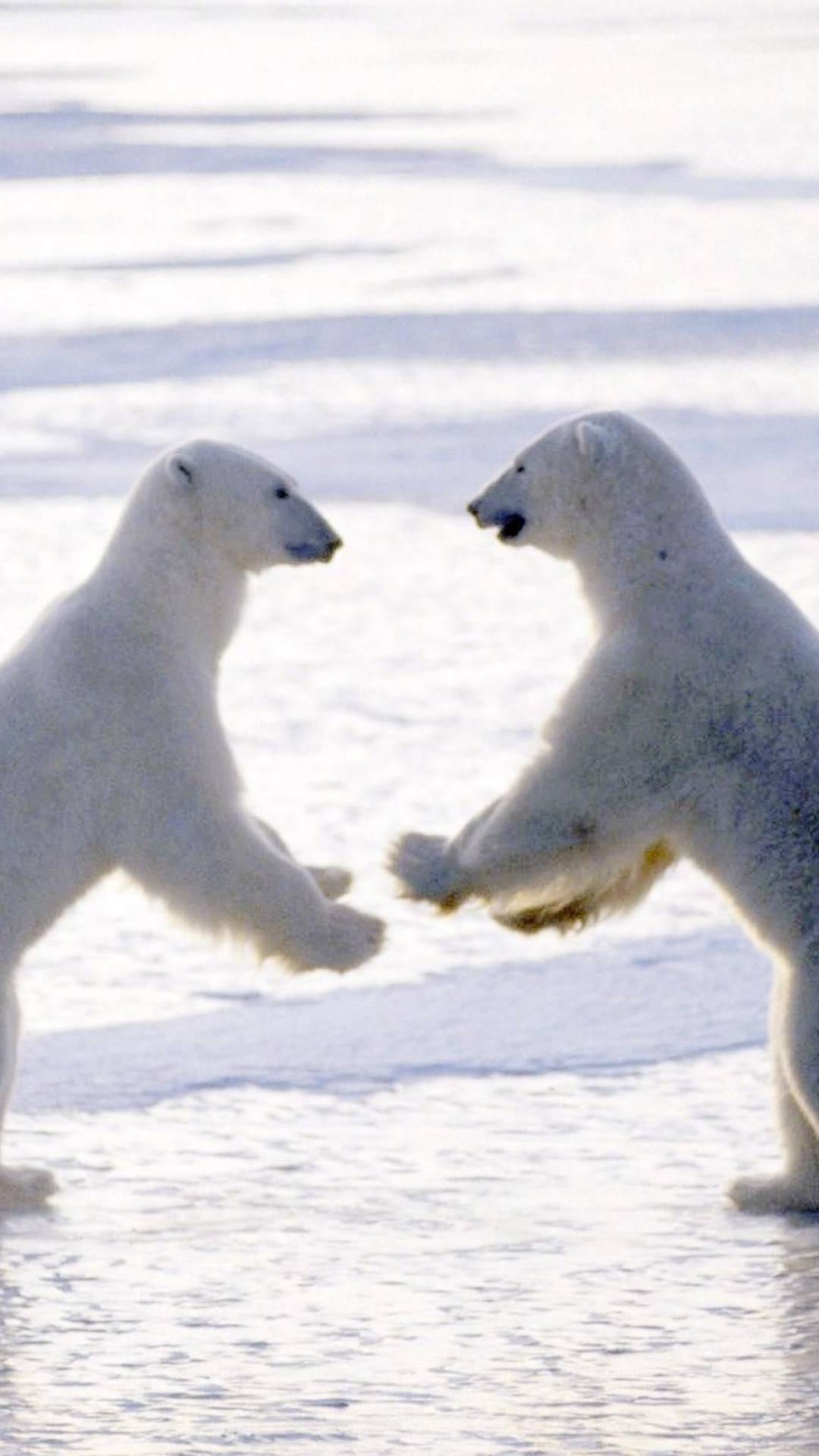 Ice Bear Android Wallpapers - Wallpaper Cave