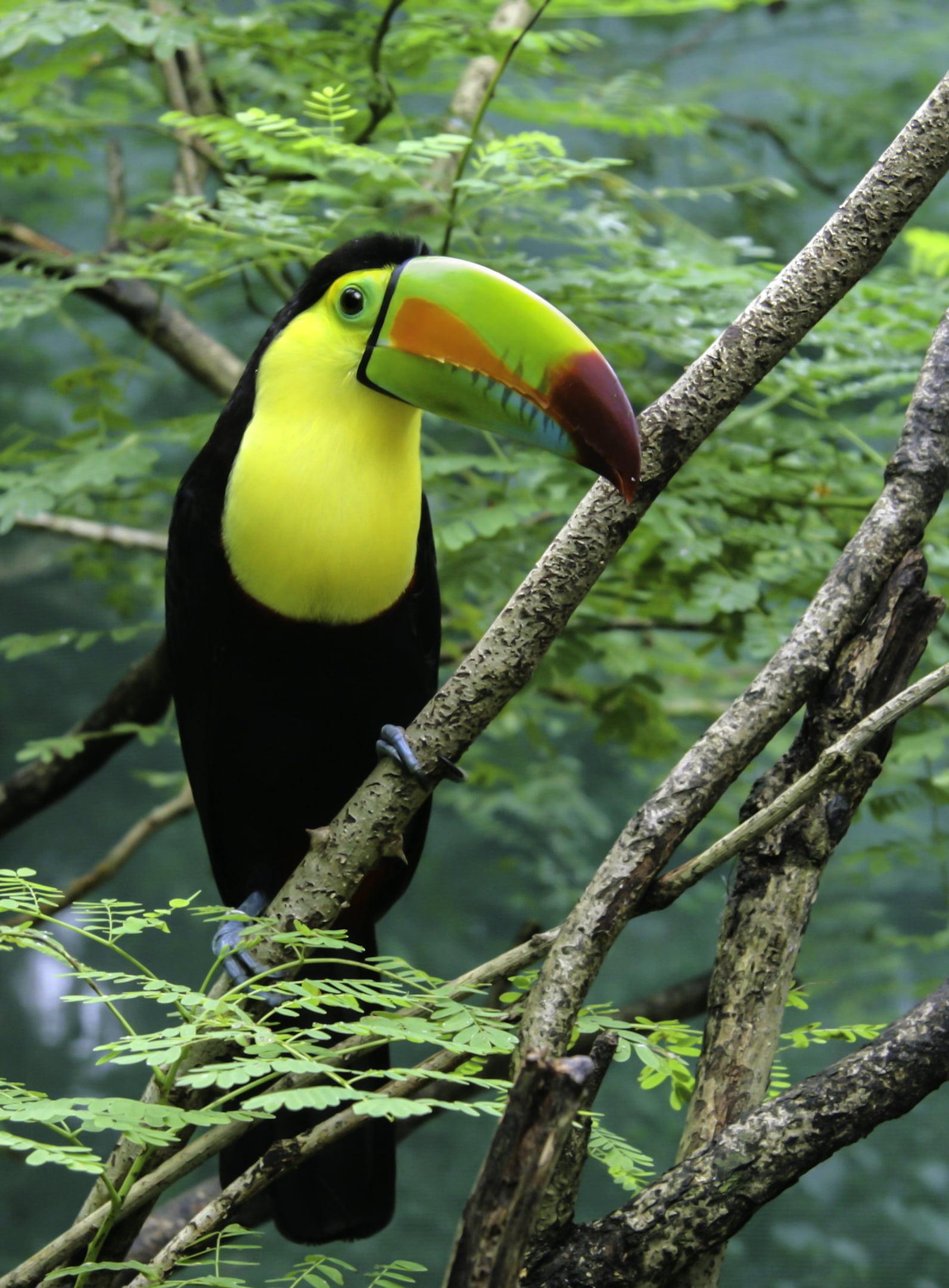 Toucan Wallpaper 10 Exotic Parrots You Need To See | Times Of India