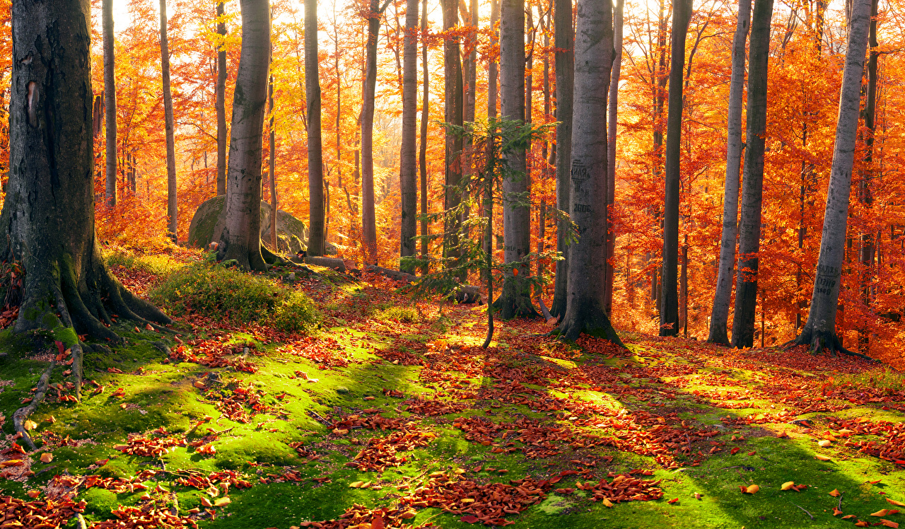 Ukraine Autumn Wallpapers - Wallpaper Cave