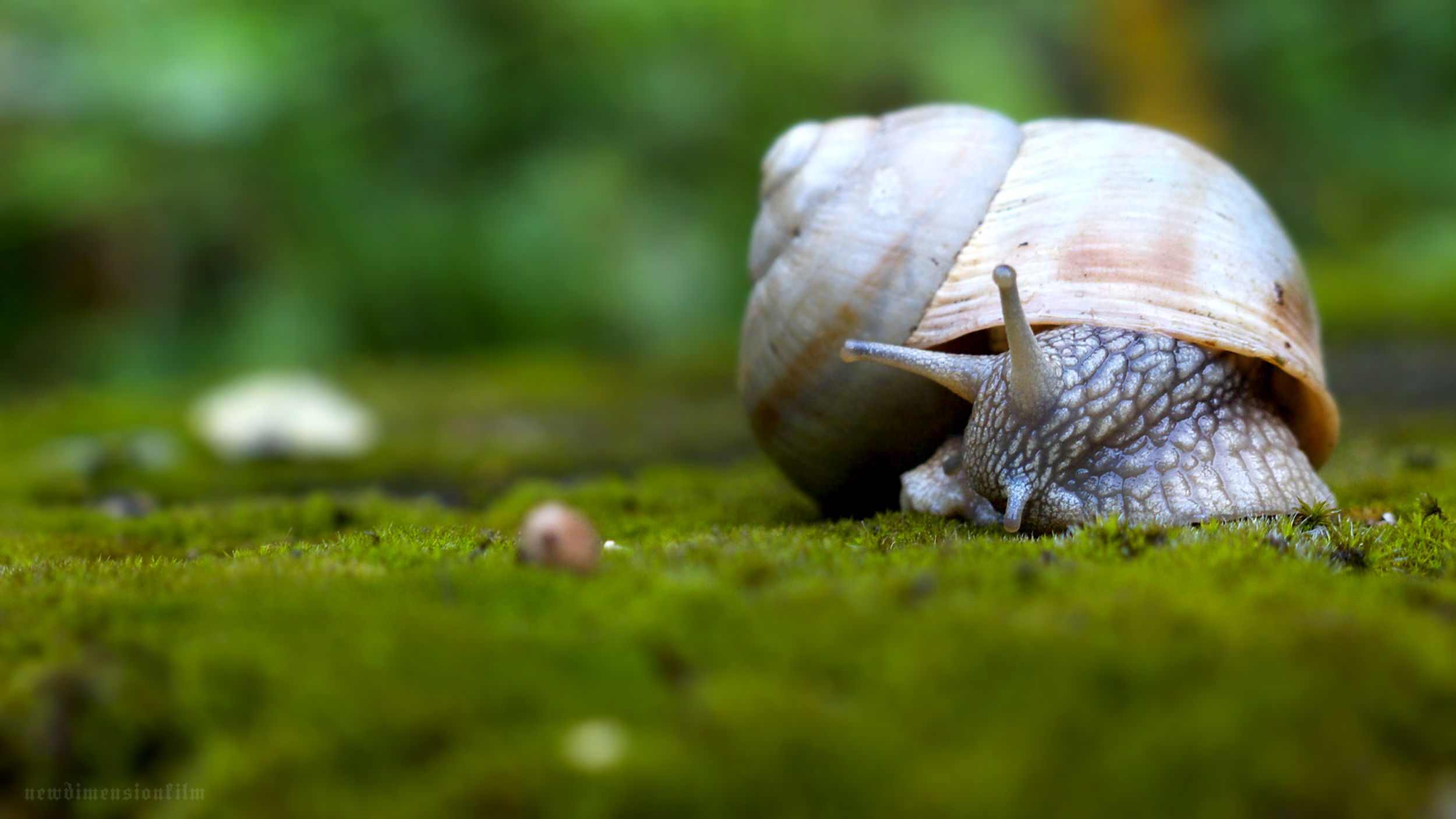 HD Snail Desktop Wallpapers - Wallpaper Cave
