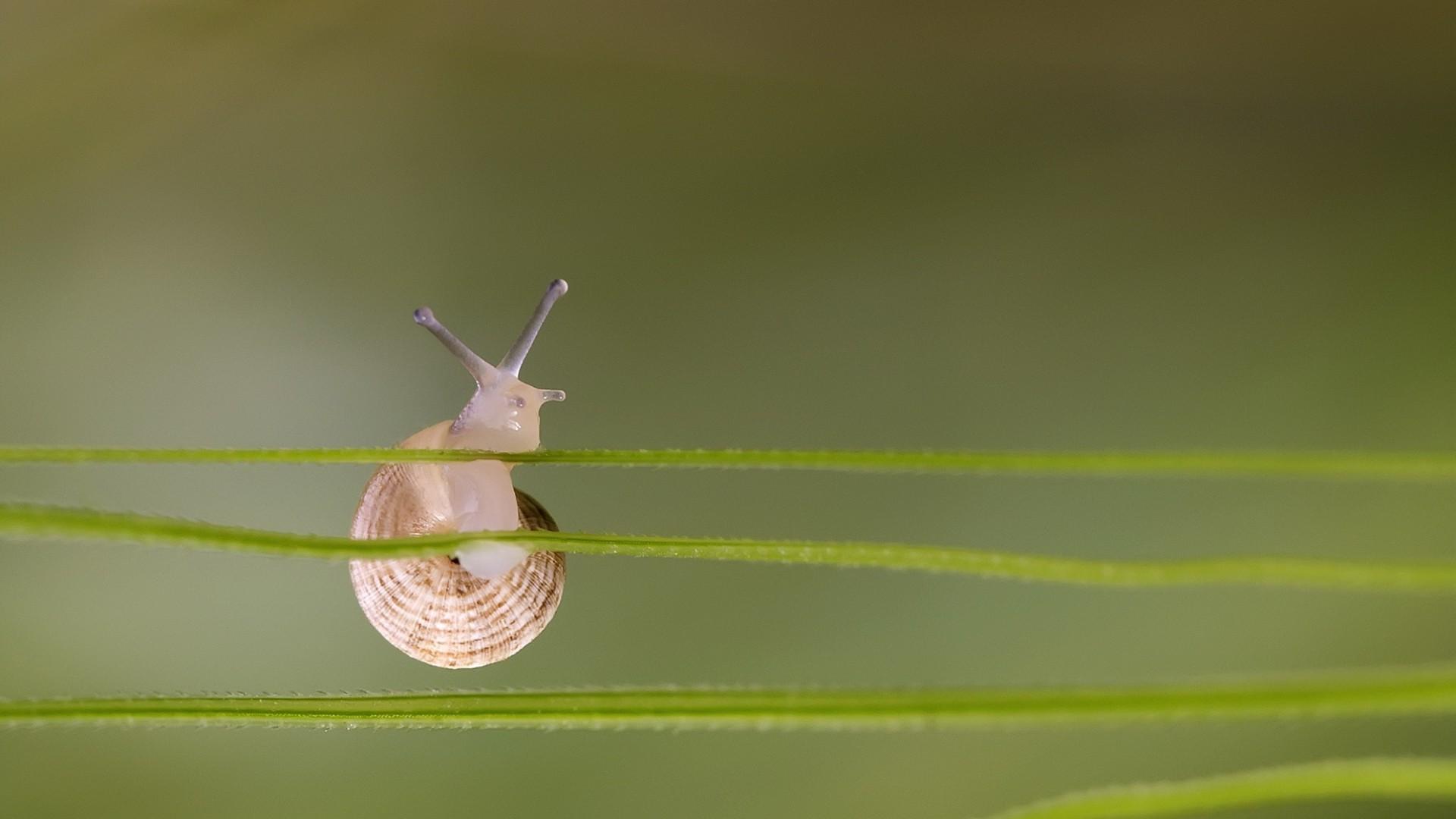HD Snail Desktop Wallpapers - Wallpaper Cave