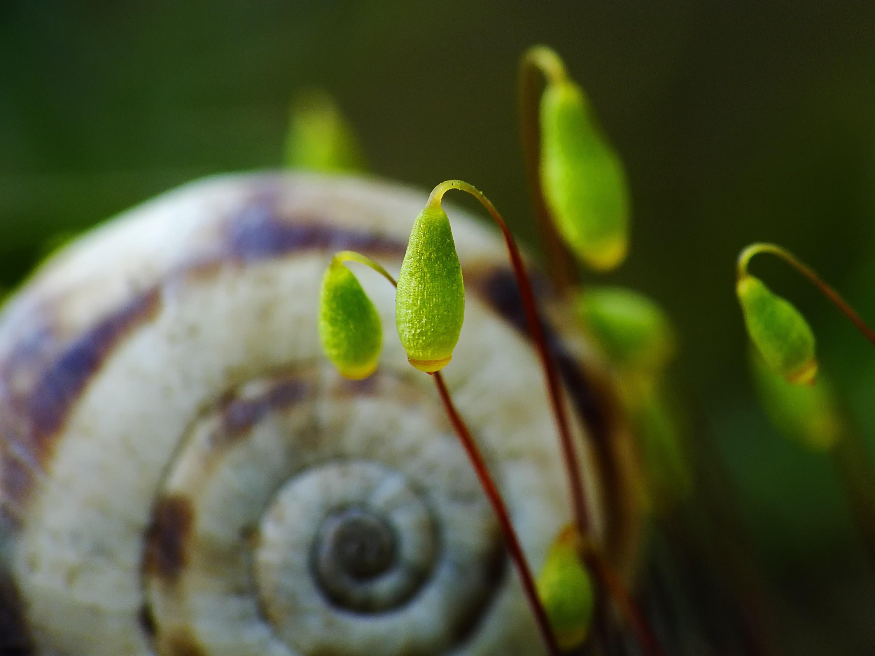 HD Snail Desktop Wallpapers - Wallpaper Cave
