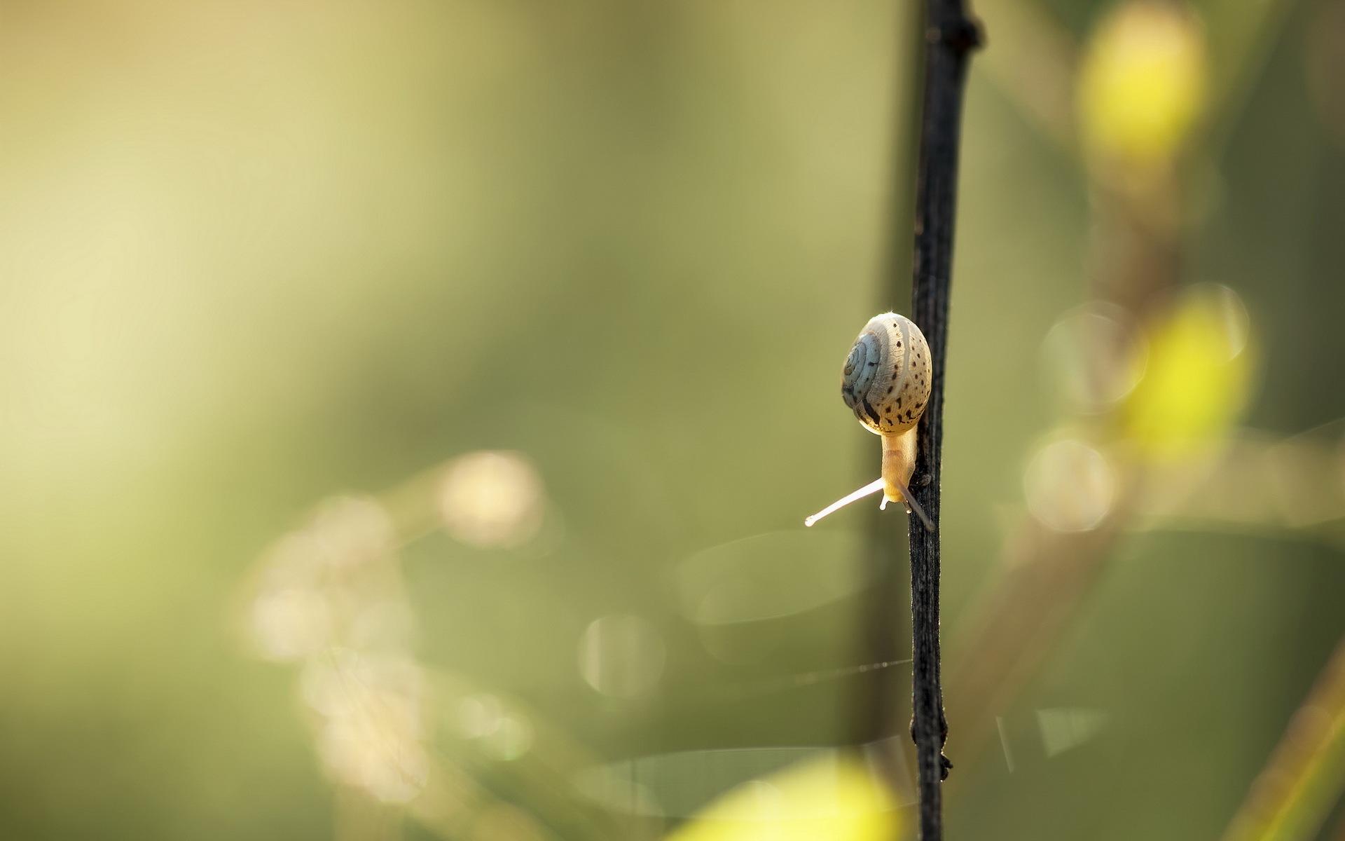 HD Snail Desktop Wallpapers - Wallpaper Cave