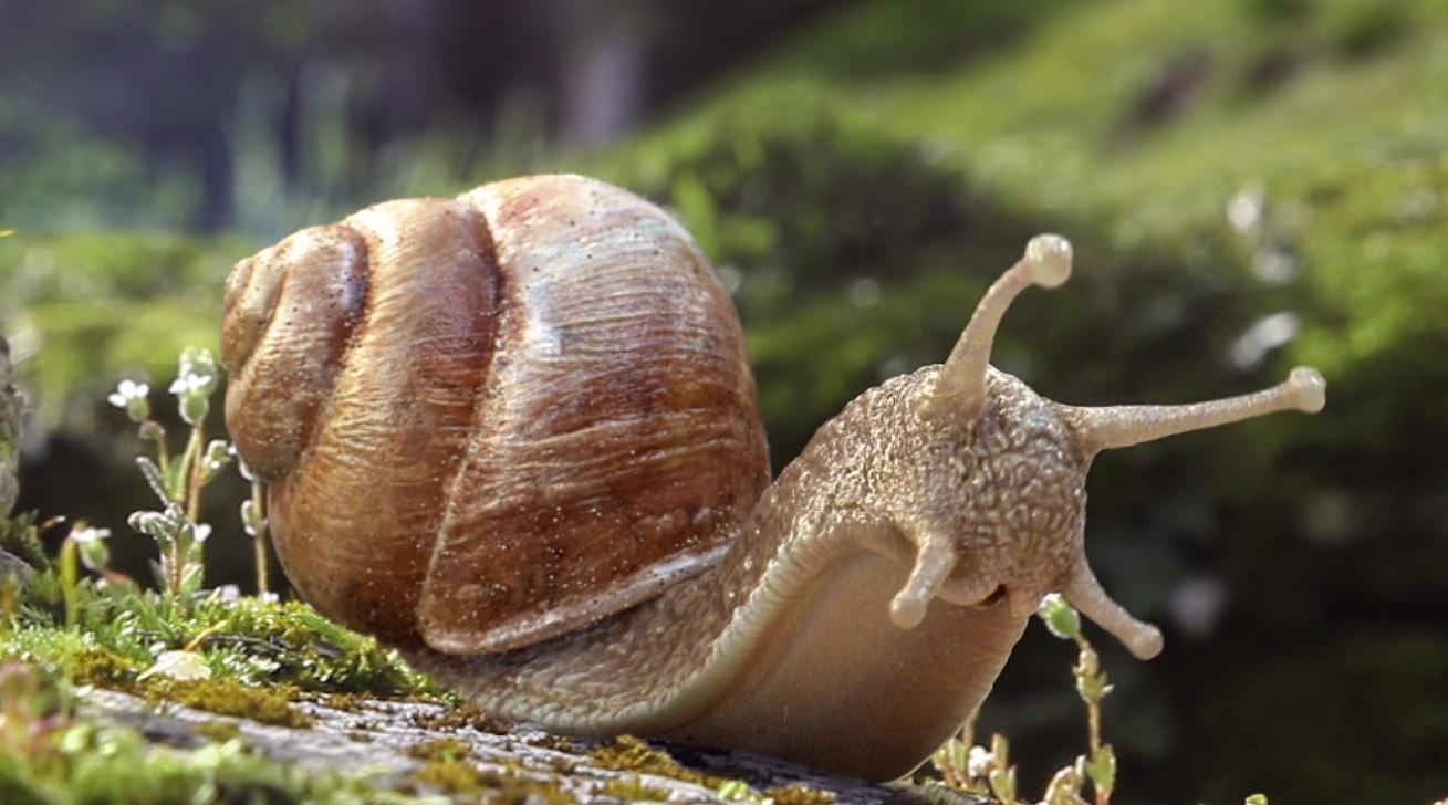 HD Snail Desktop Wallpapers - Wallpaper Cave