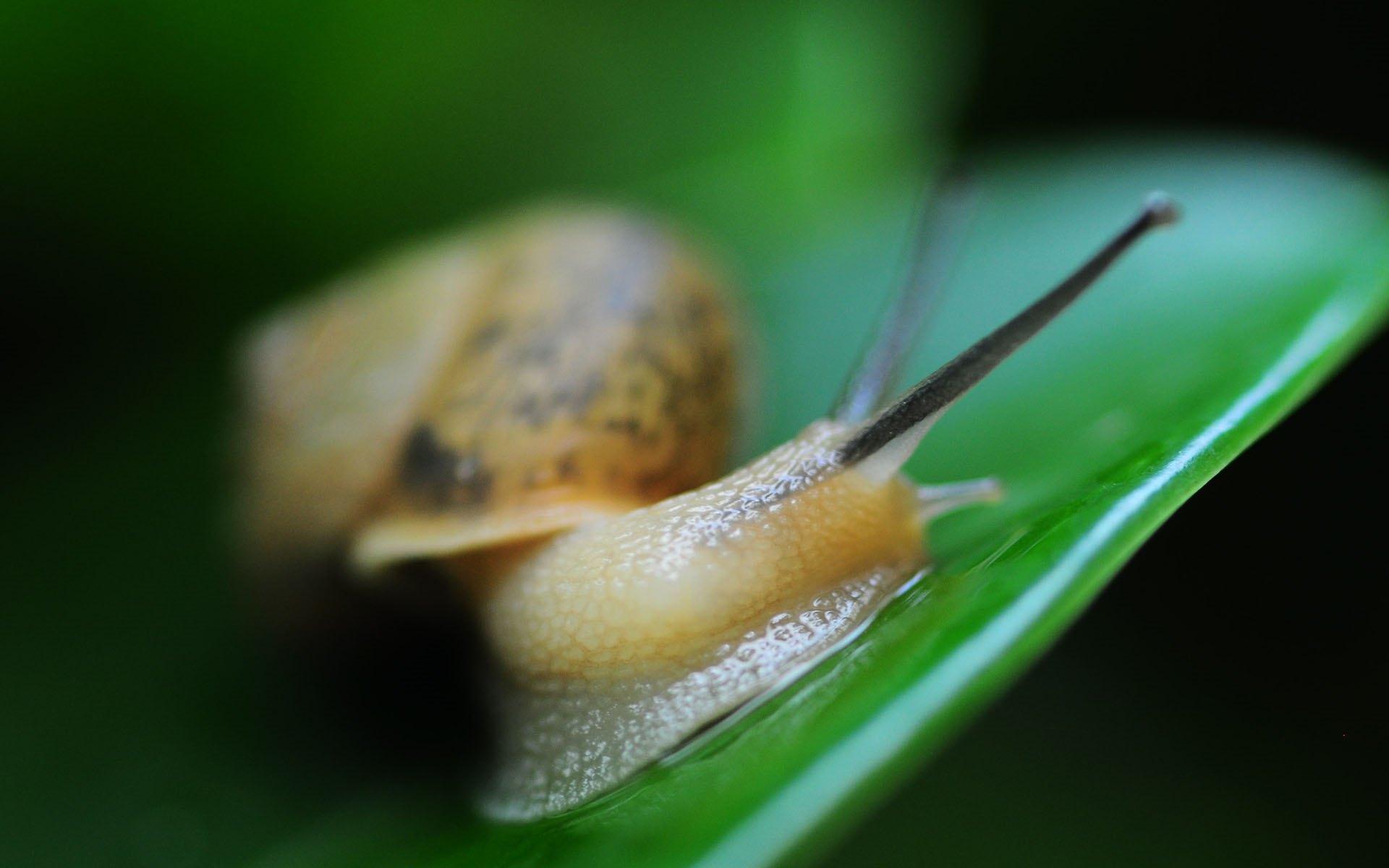 HD Snail Desktop Wallpapers - Wallpaper Cave