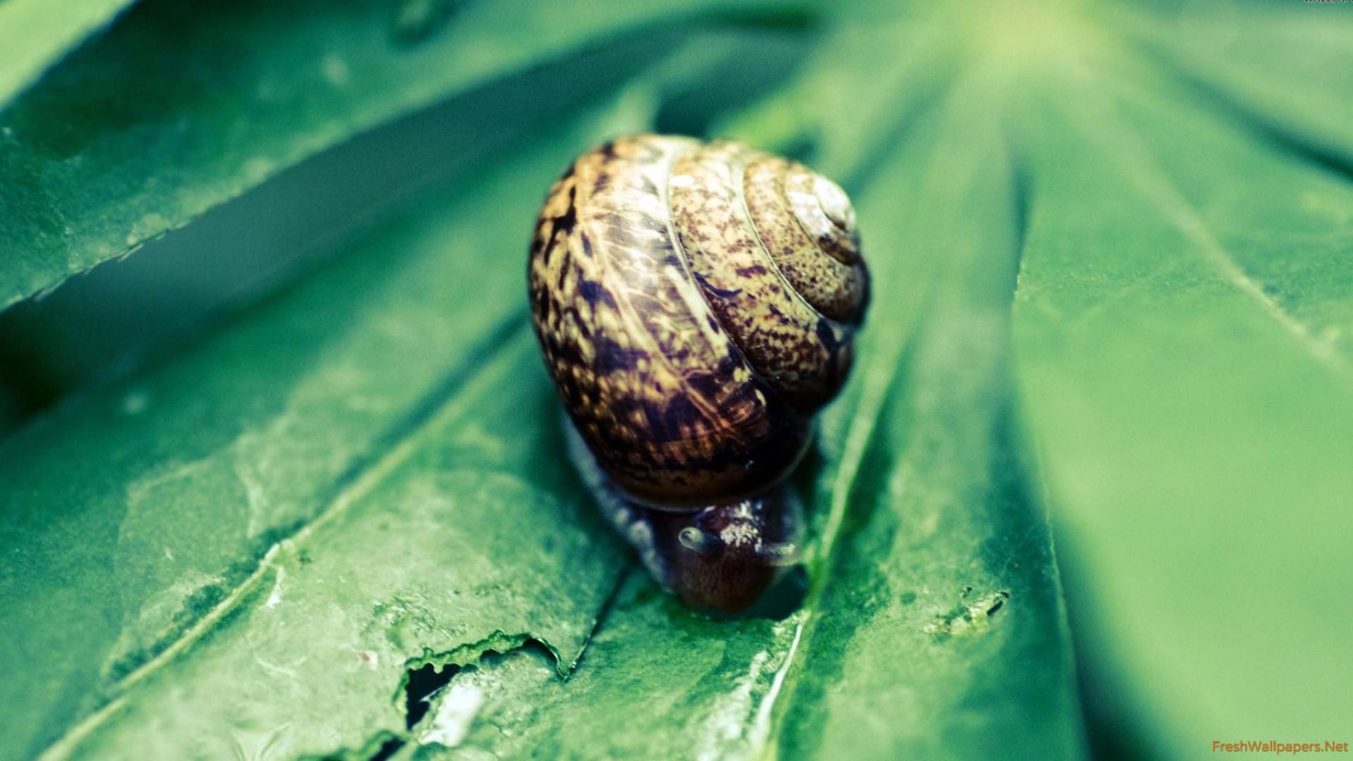 HD Snail Desktop Wallpapers - Wallpaper Cave