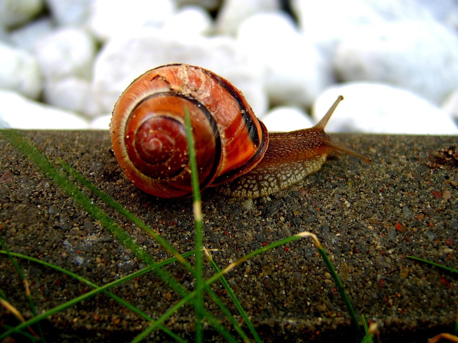 HD Snail Desktop Wallpapers - Wallpaper Cave
