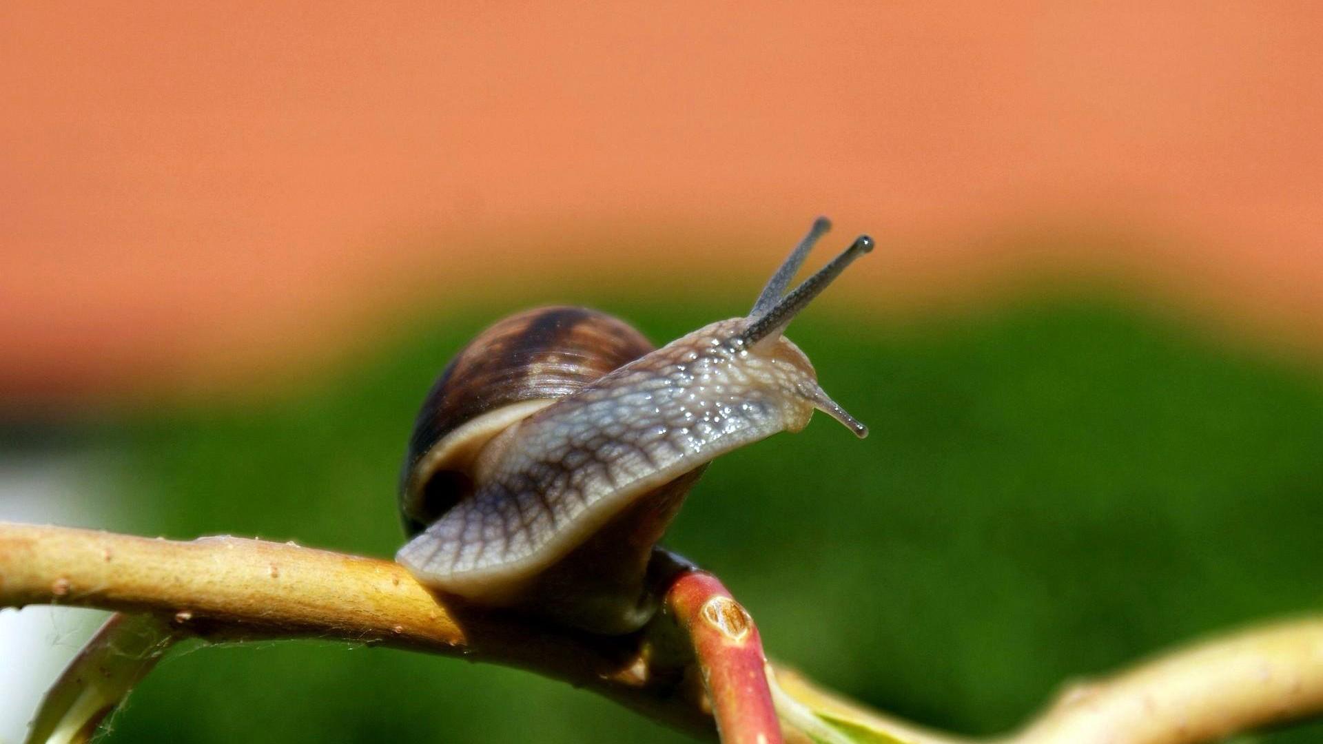 HD Snail Desktop Wallpapers - Wallpaper Cave