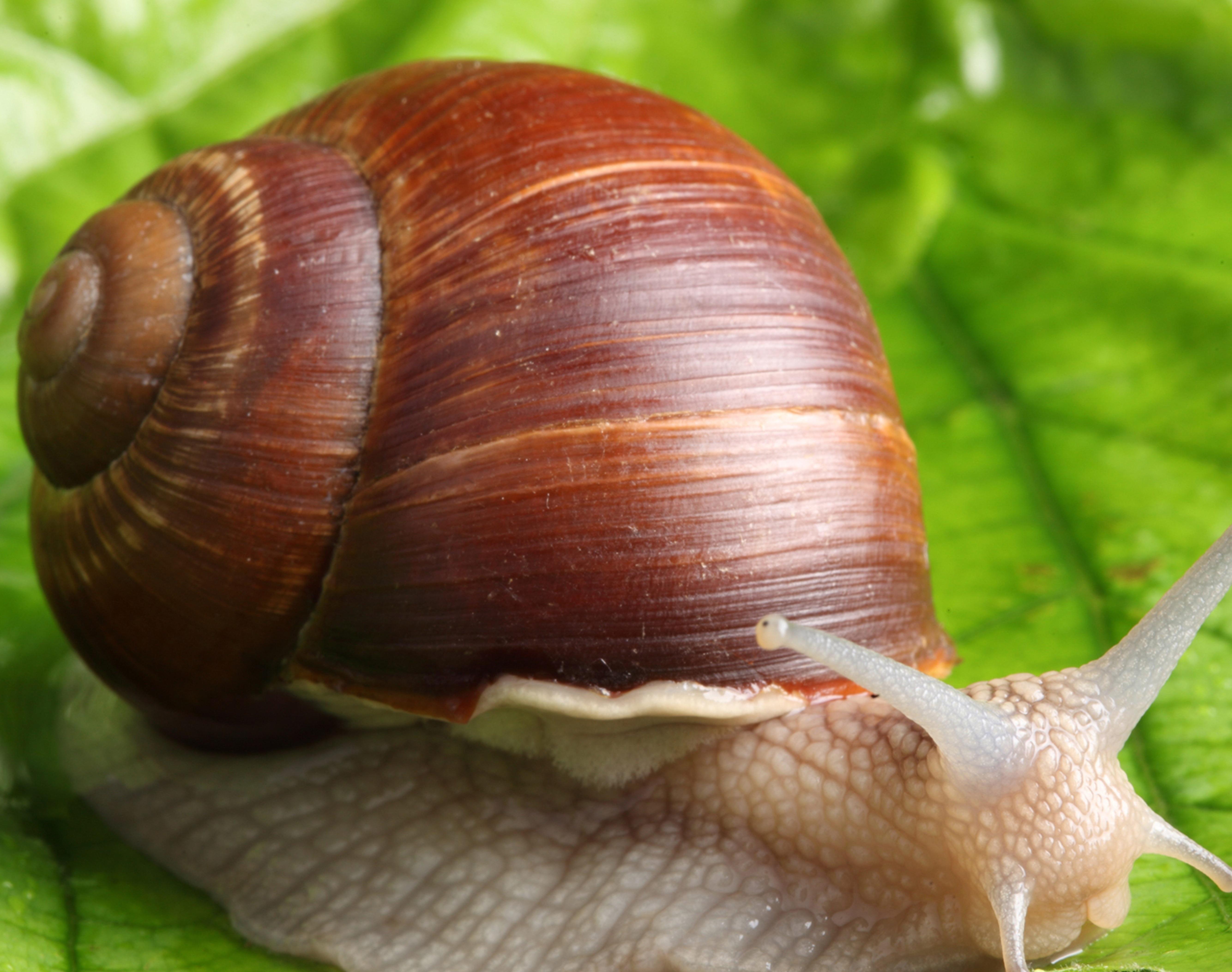 HD Snail Desktop Wallpapers - Wallpaper Cave