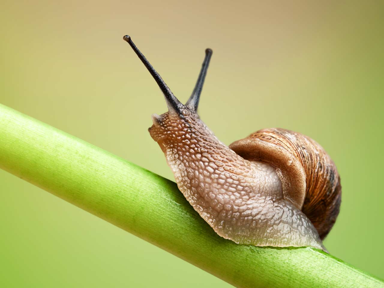 HD Snail Desktop Wallpapers - Wallpaper Cave