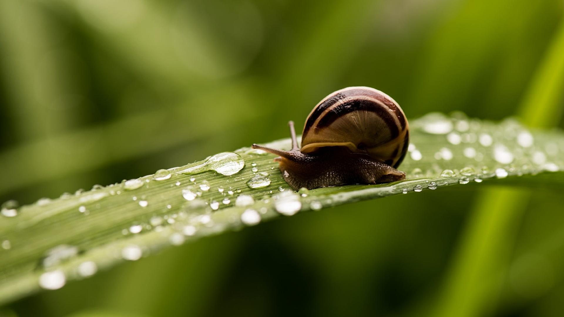 HD Snail Desktop Wallpapers - Wallpaper Cave