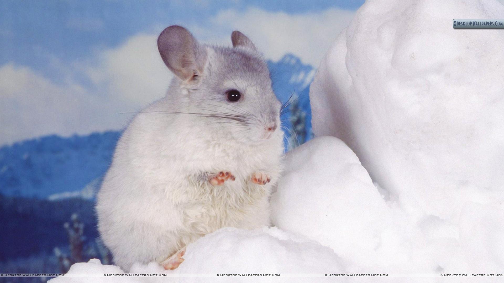 Cute Mice Wallpapers - Wallpaper Cave