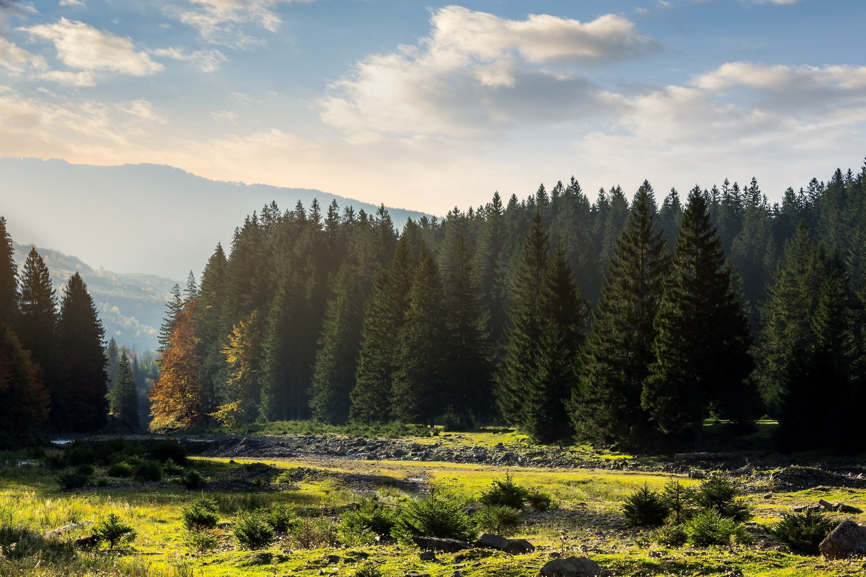 Meadow HD Desktop Wallpapers - Wallpaper Cave