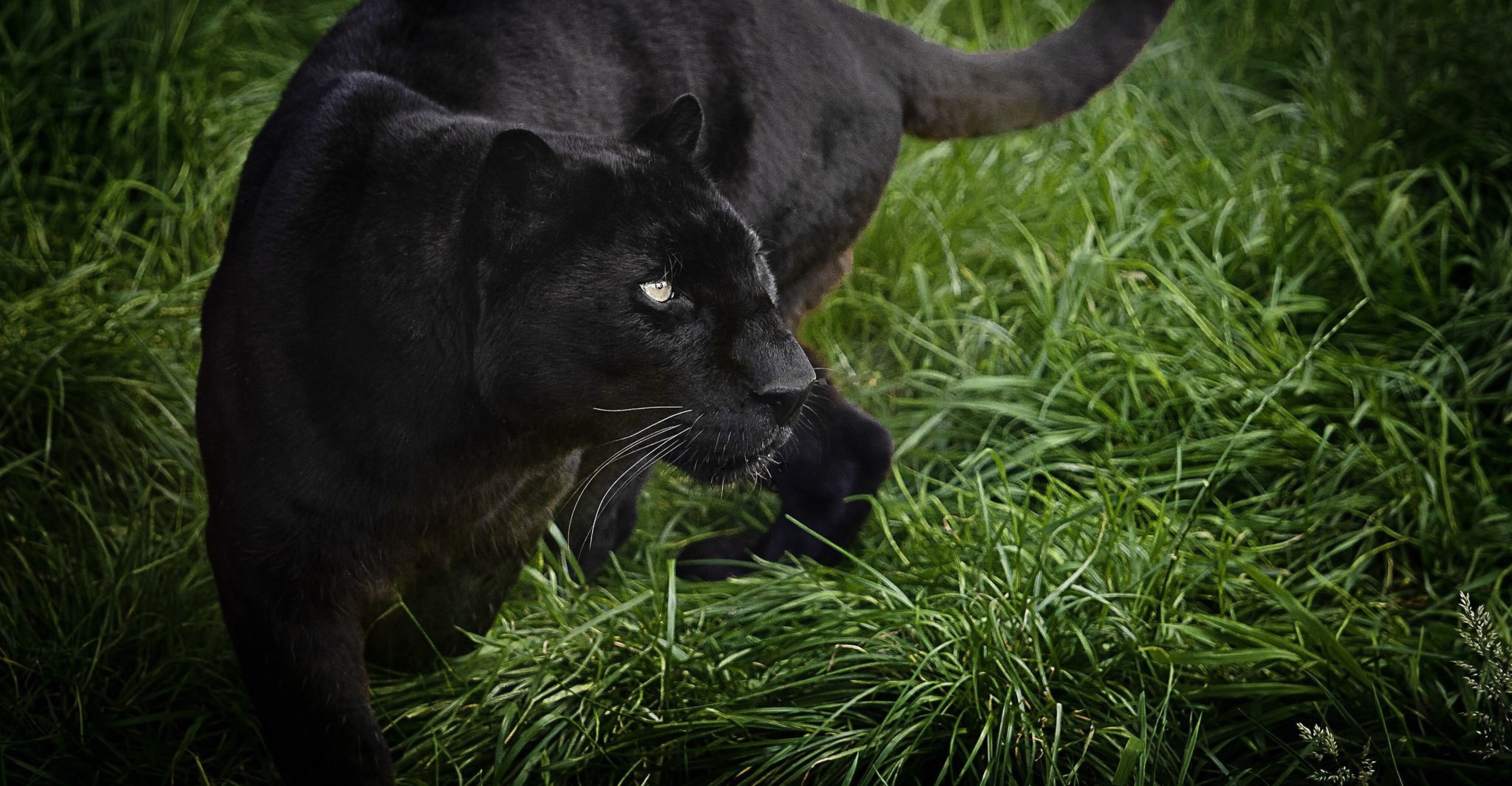 Panthers Desktop Wallpapers - Wallpaper Cave