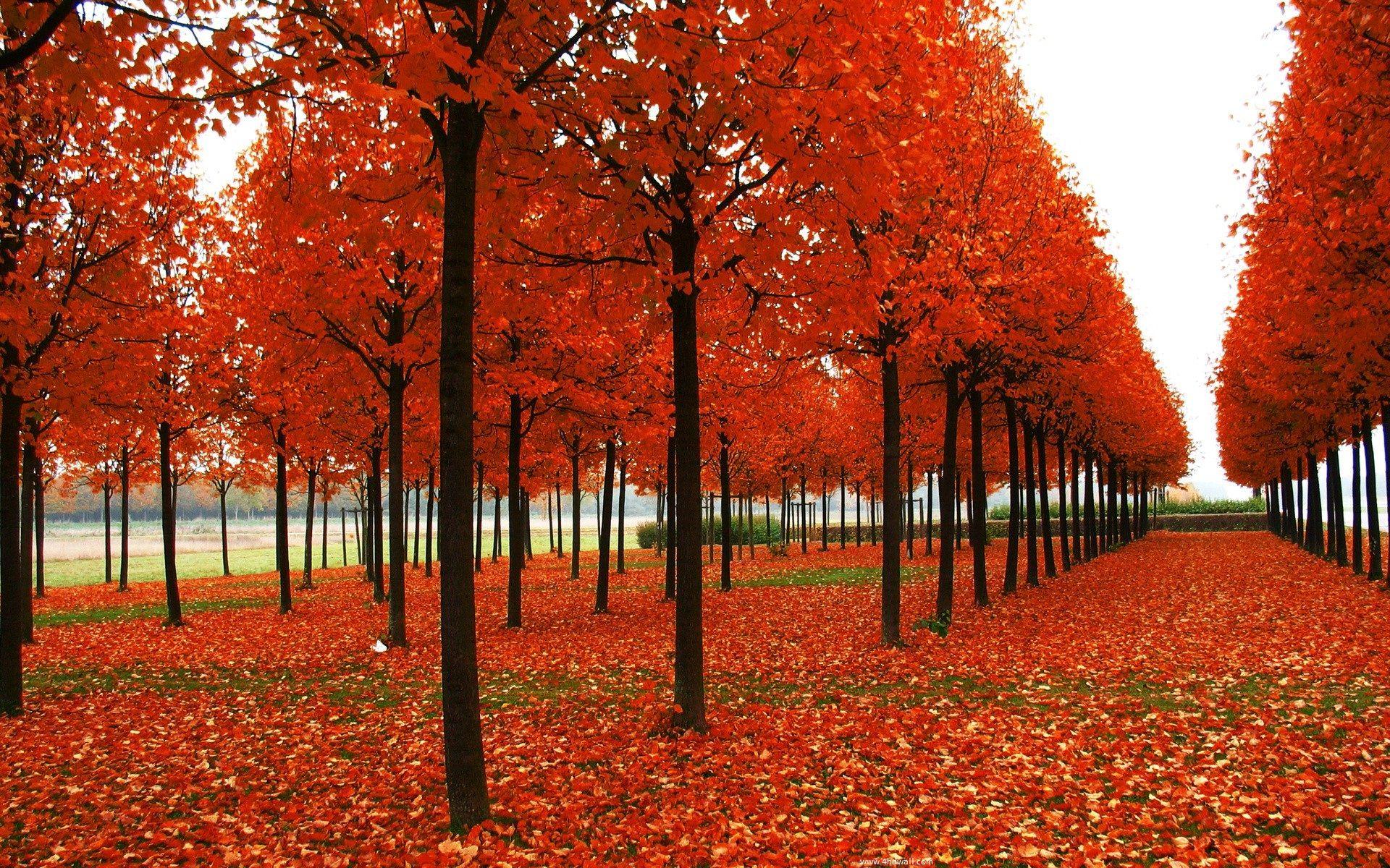 Fiery Autumn Wallpapers - Wallpaper Cave