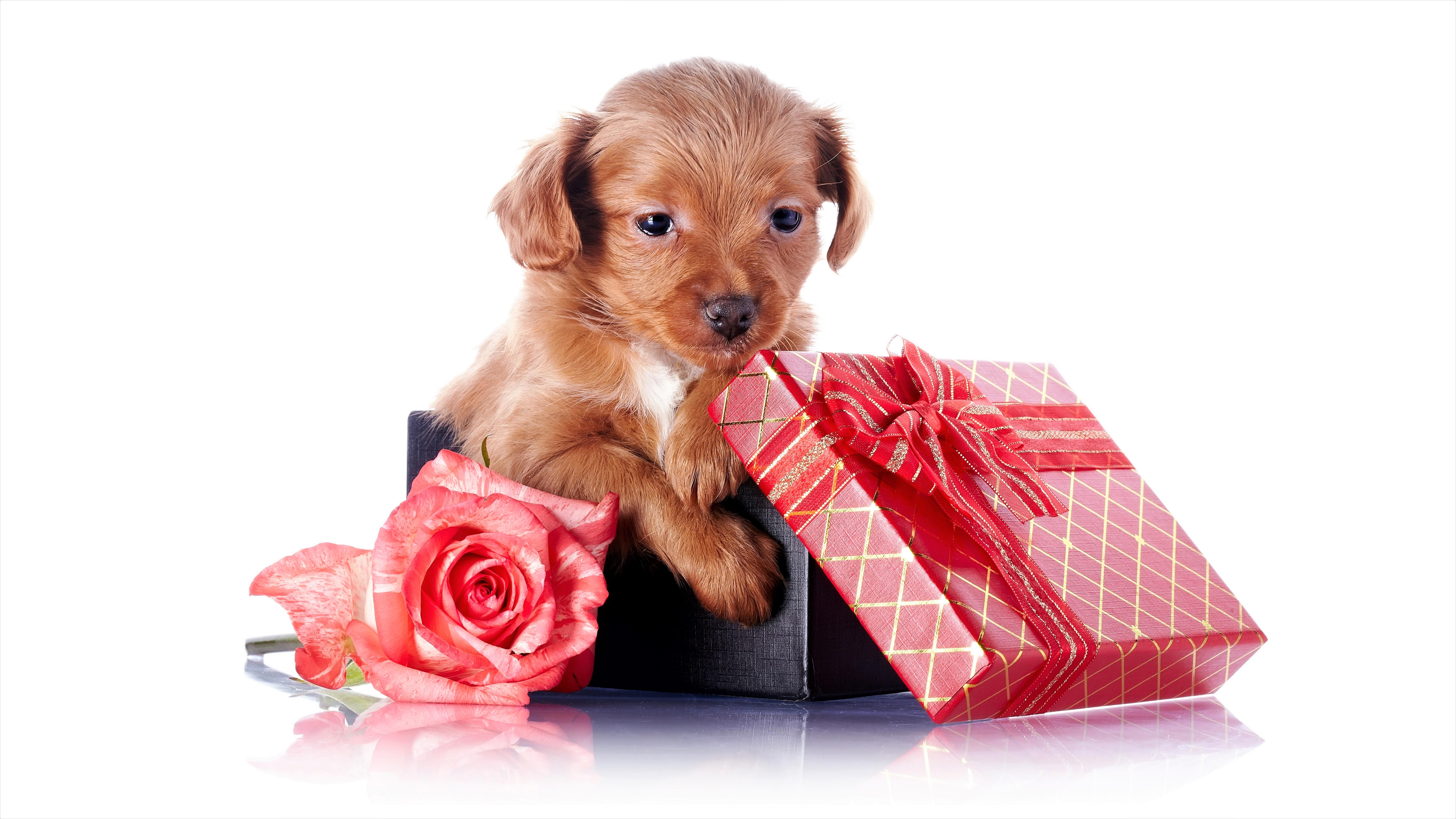 Puppy Gift Wallpapers - Wallpaper Cave