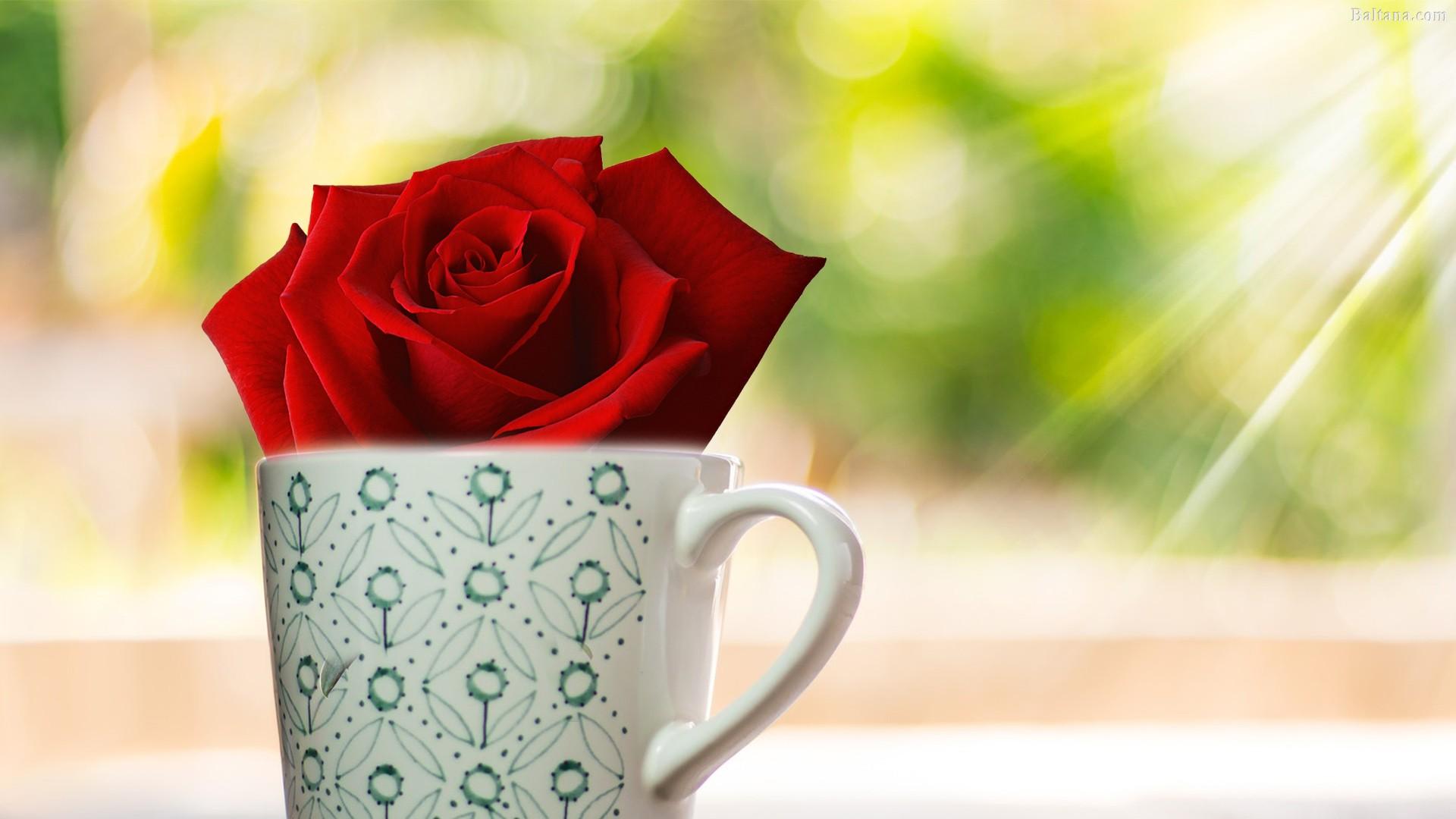 Coffee With Rose Wallpapers - Wallpaper Cave