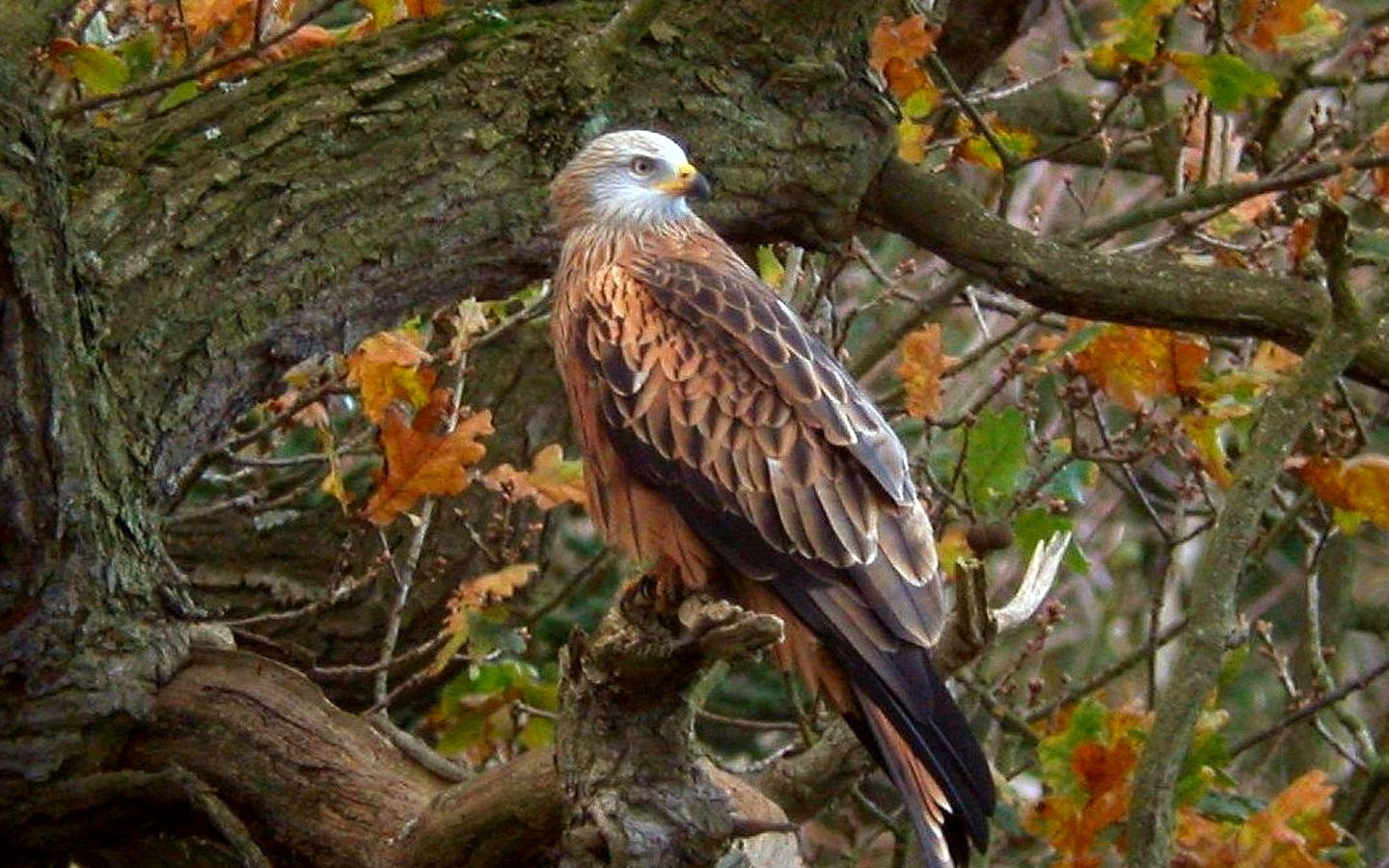 Eagle Tree Wallpapers - Wallpaper Cave