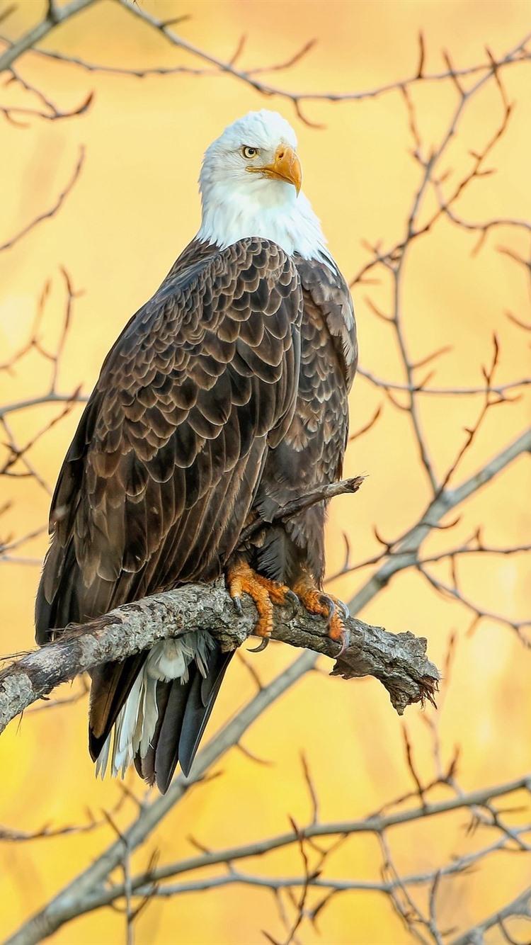 Eagle Tree Wallpapers - Wallpaper Cave