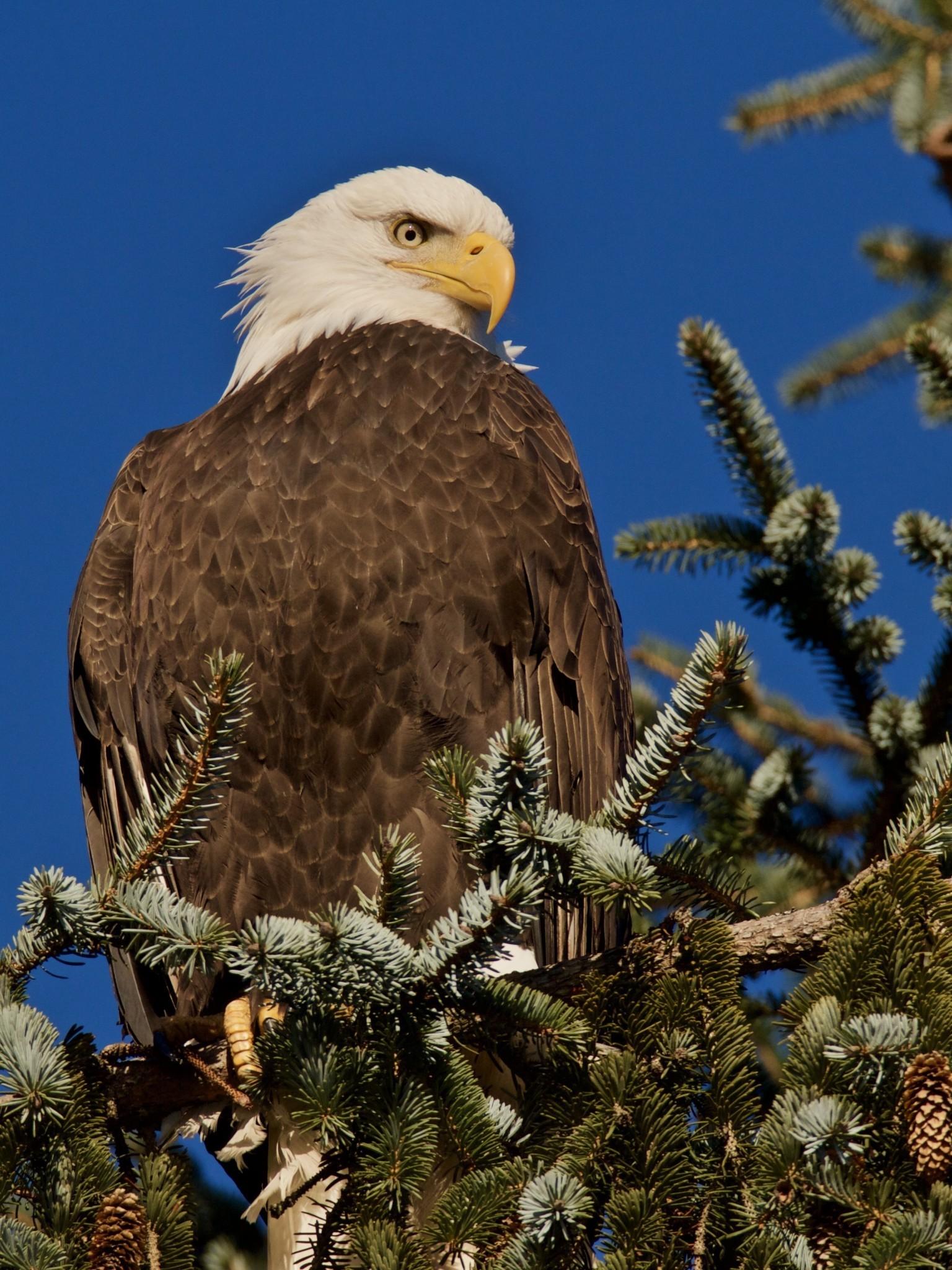 Eagle Tree Wallpapers - Wallpaper Cave