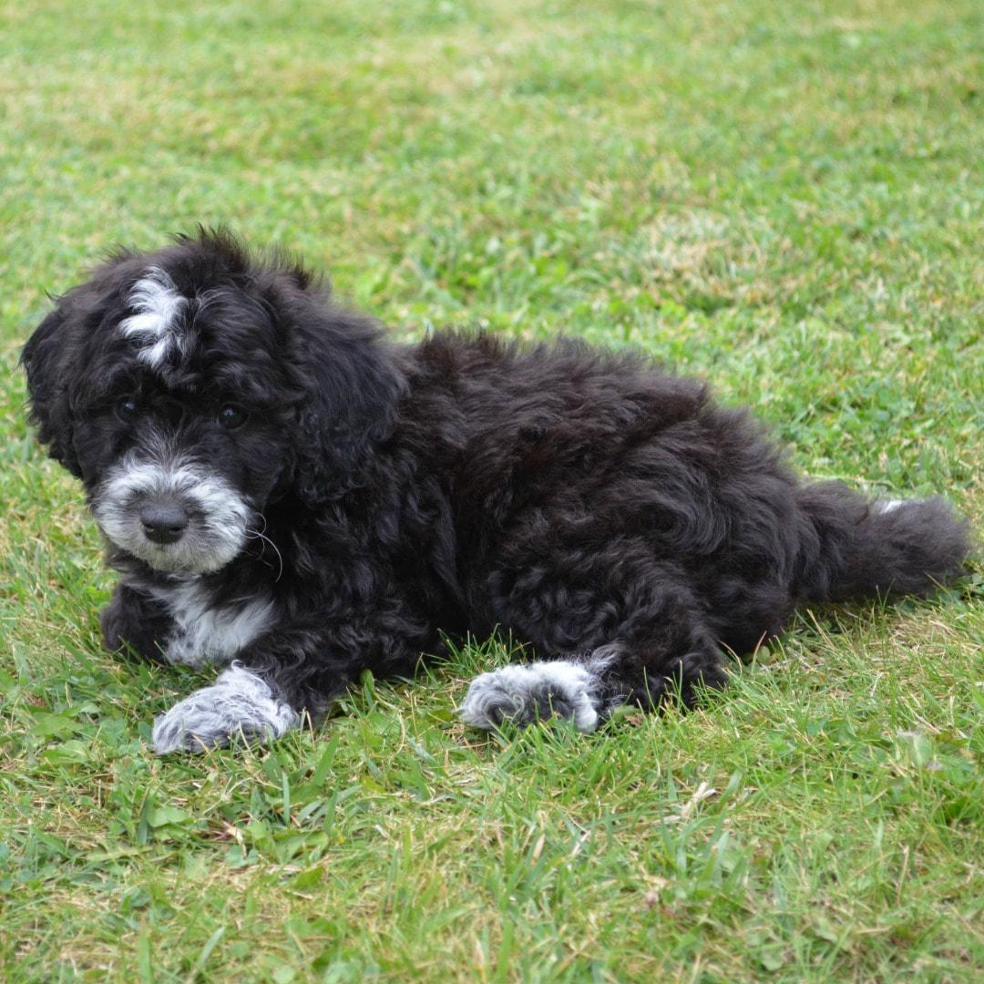 Bernedoodle Wallpapers - Wallpaper Cave