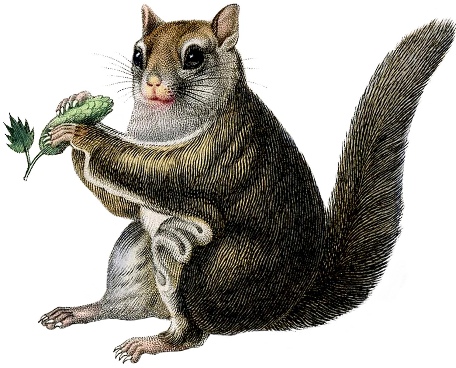 Fairy And Squirrel Wallpapers - Wallpaper Cave