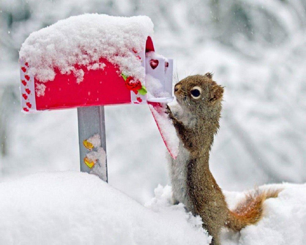 Christmas Squirrel Wallpapers - Wallpaper Cave