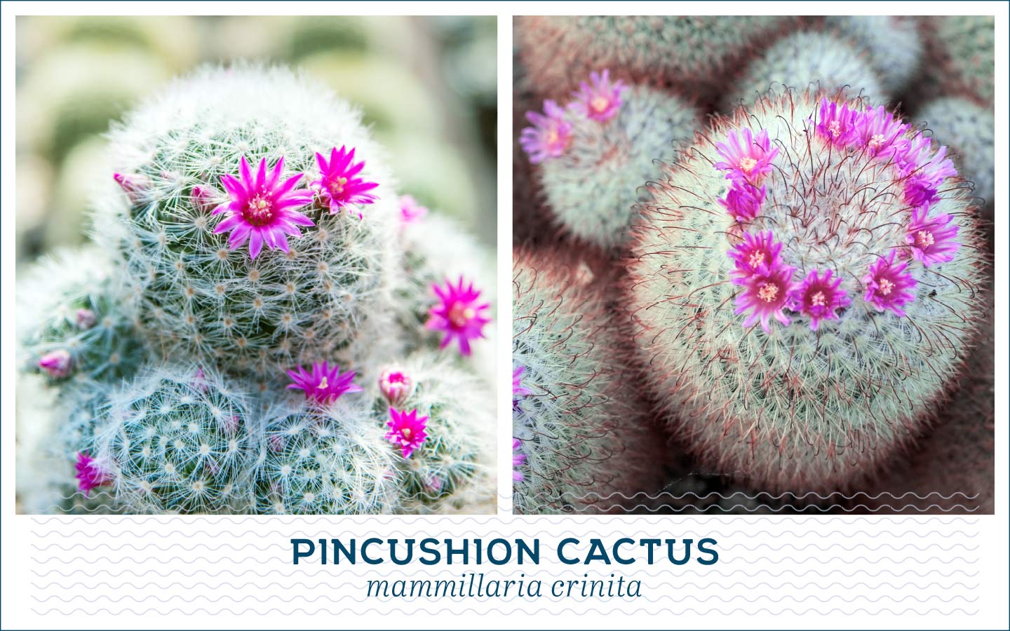 Aesthetic Cactus Profile Pic Wallpapers - Wallpaper Cave