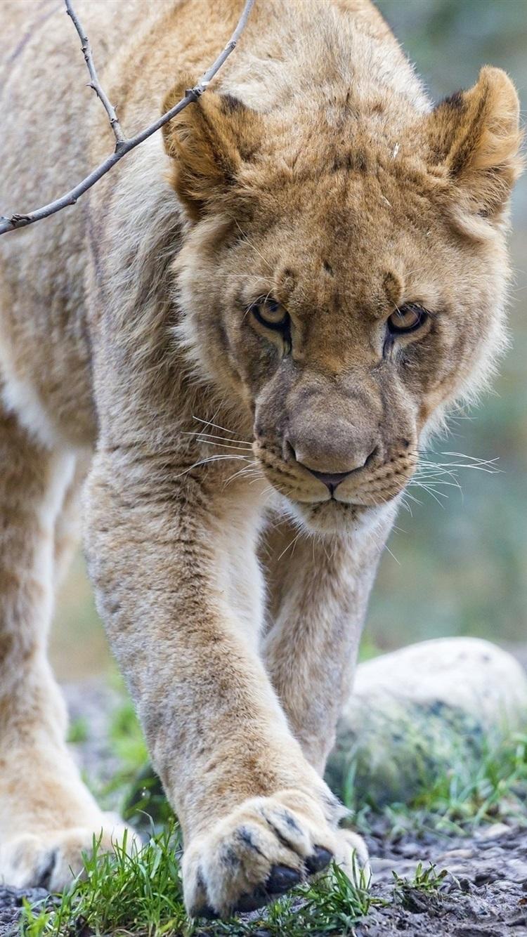 Young Lion Wallpapers - Wallpaper Cave