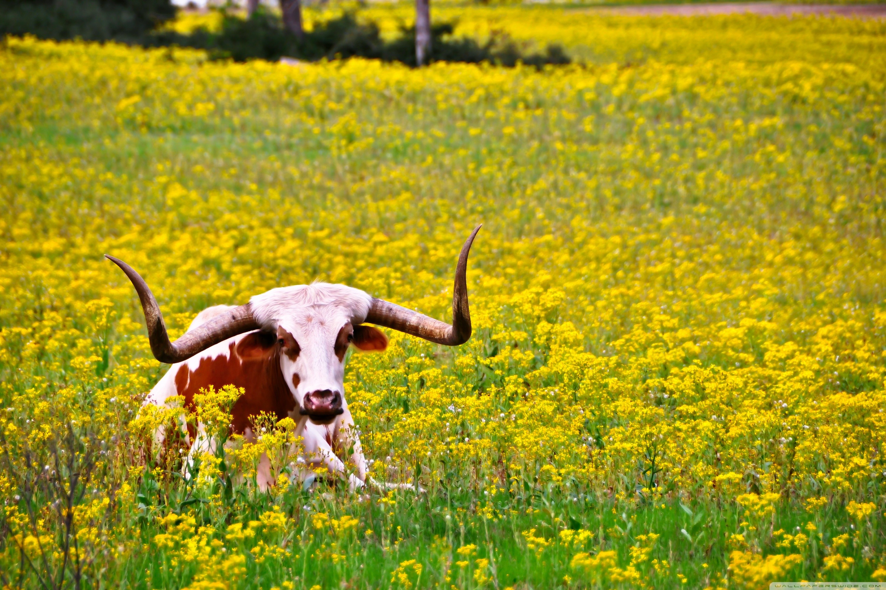 Ranch Wallpapers - Wallpaper Cave