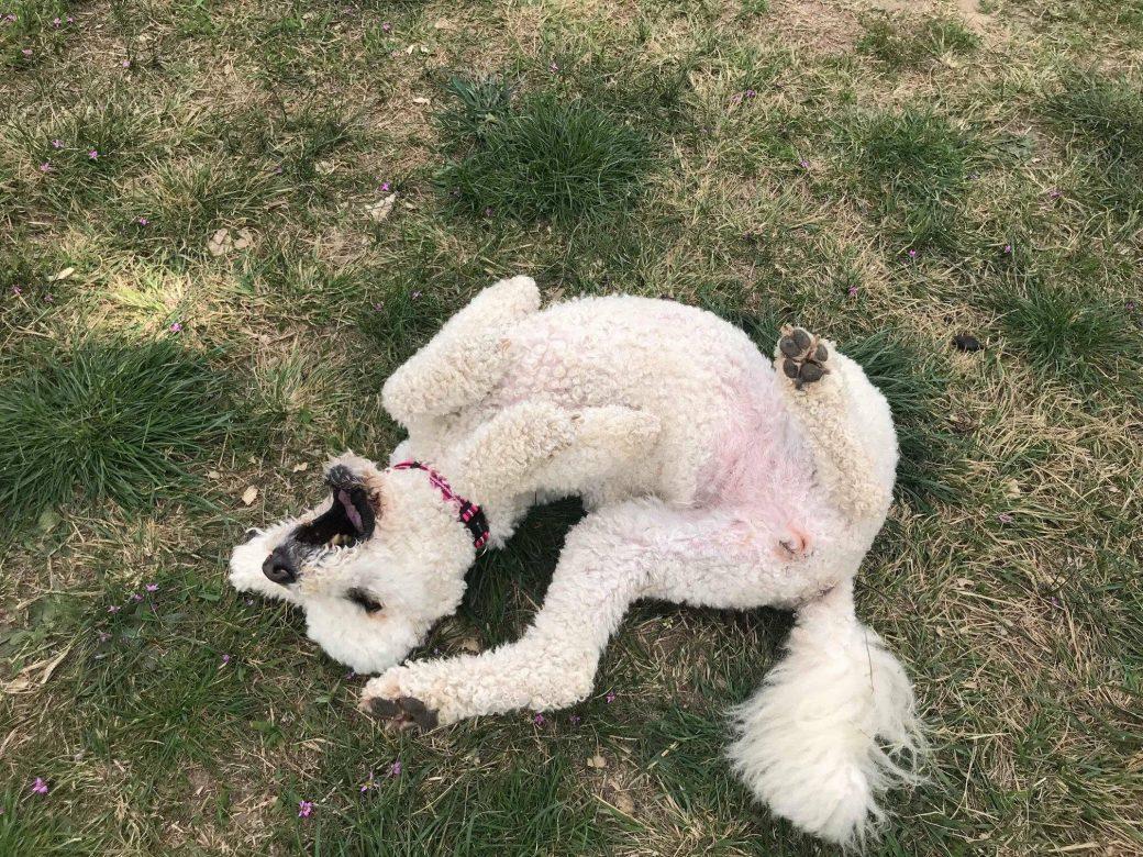 Cavoodle Dogs Wallpapers - Wallpaper Cave