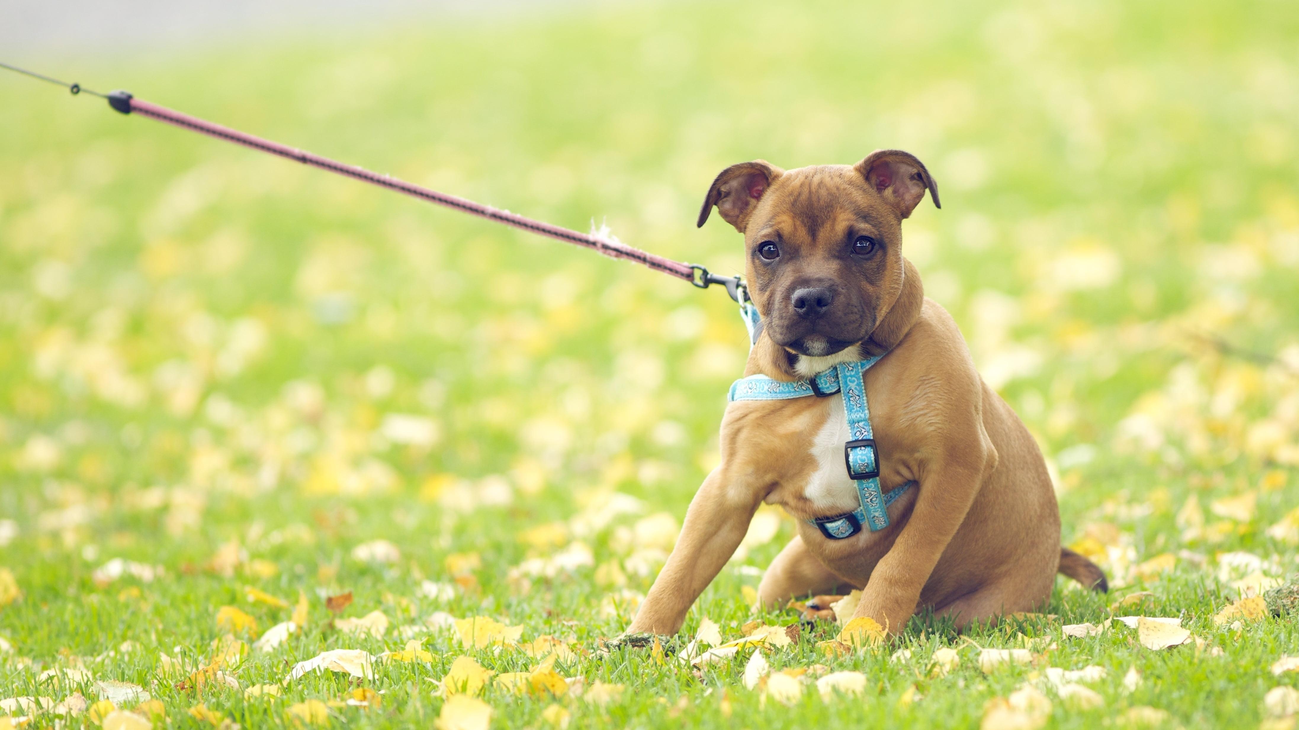 Puppies Leashes Wallpapers - Wallpaper Cave