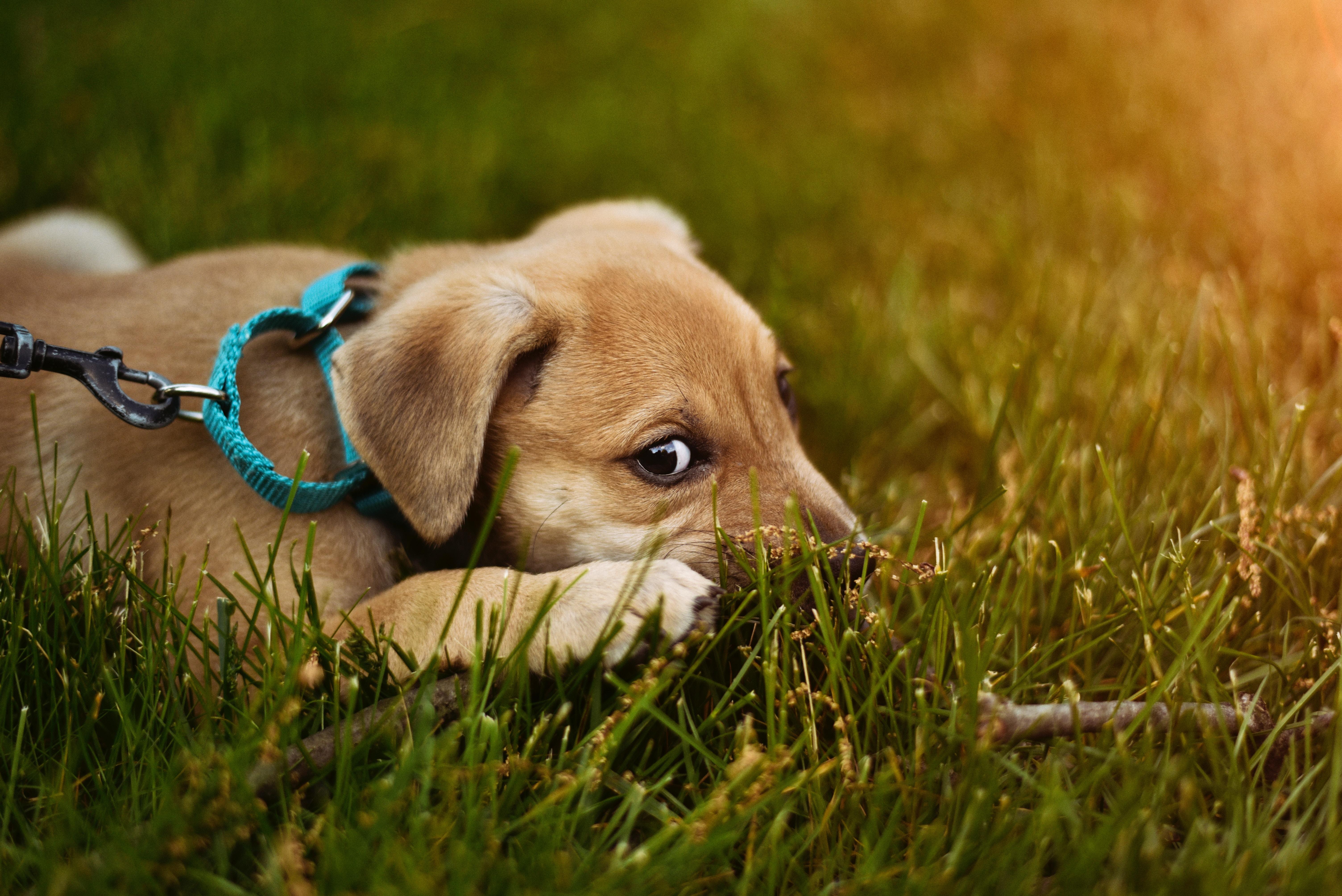 Puppies Leashes Wallpapers - Wallpaper Cave