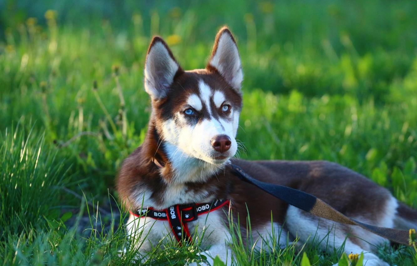 Puppies Leashes Wallpapers - Wallpaper Cave