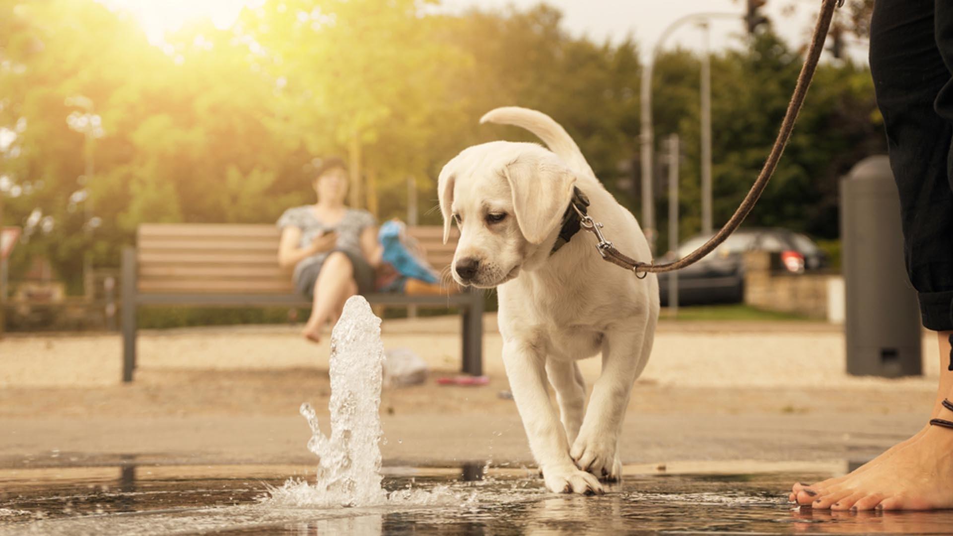 Puppies Leashes Wallpapers - Wallpaper Cave