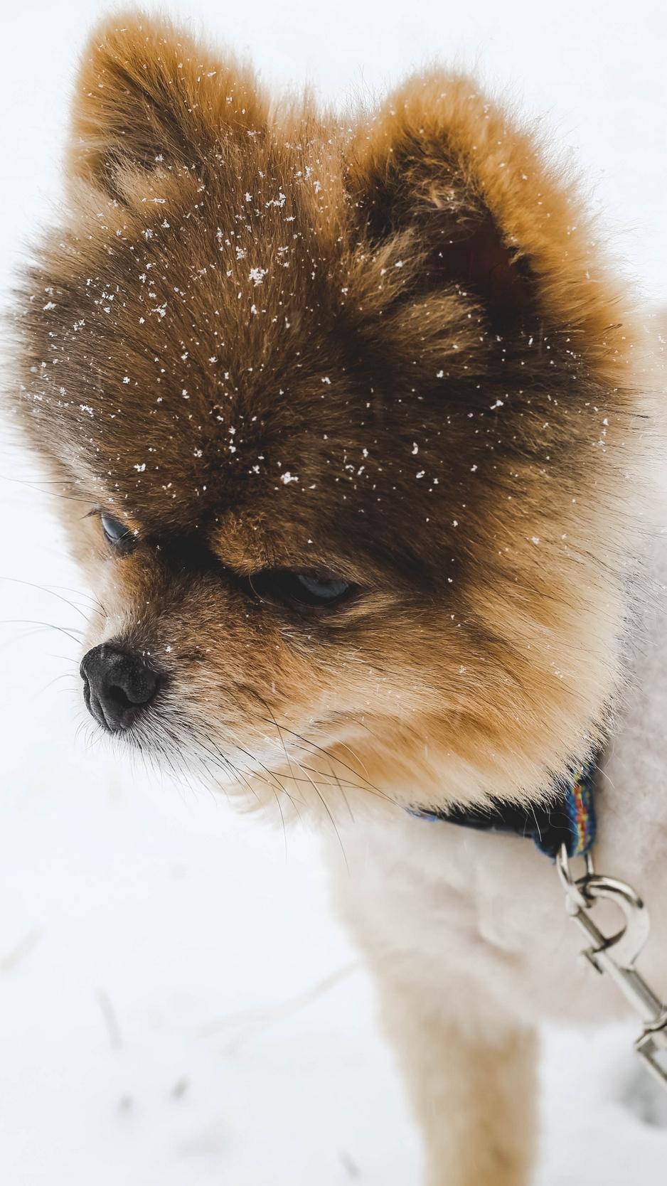Puppies Leashes Wallpapers - Wallpaper Cave