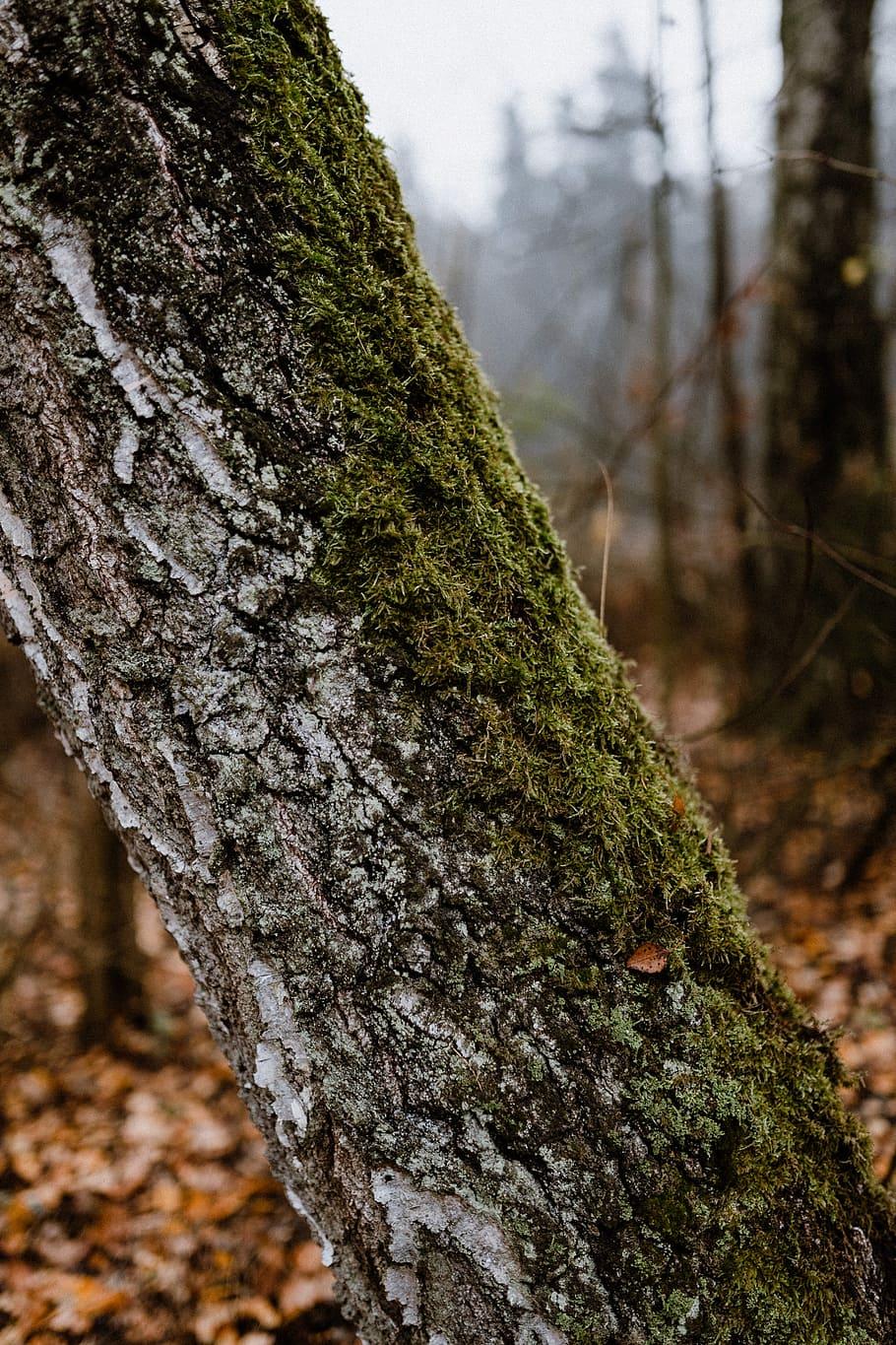 Walk Autumn Forest Wallpapers - Wallpaper Cave