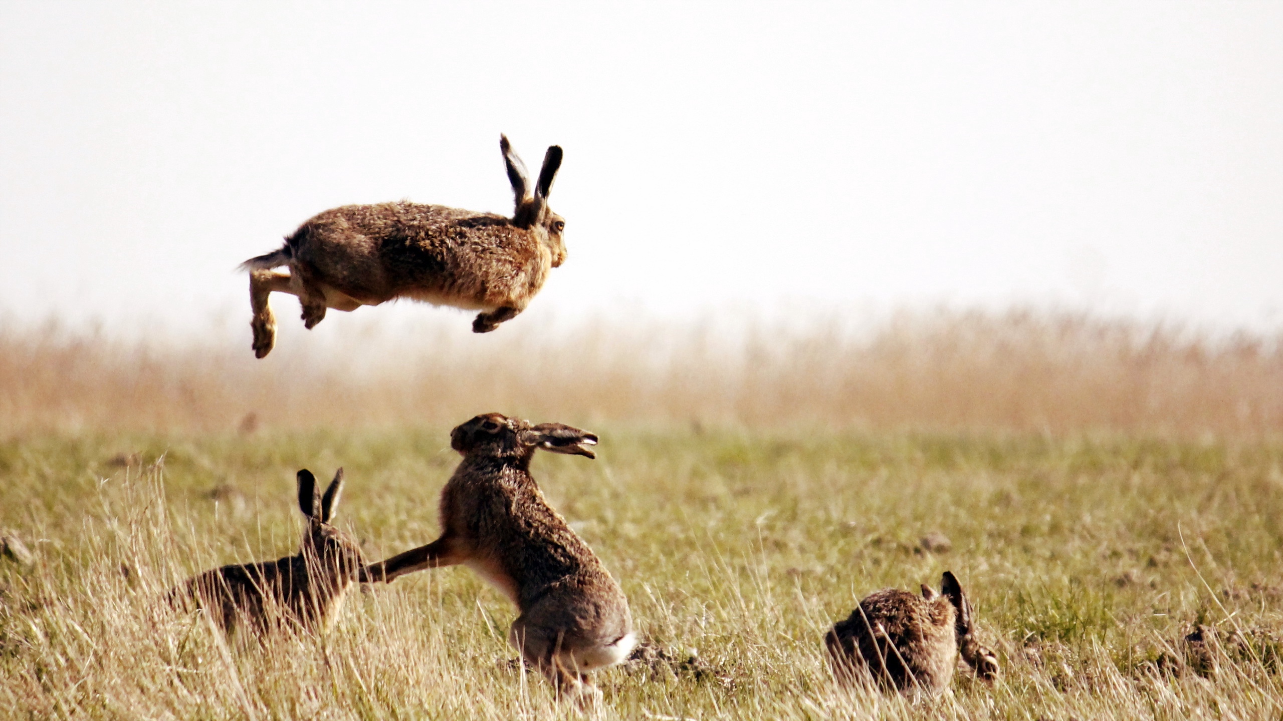 Jumping Rabbits Wallpapers - Wallpaper Cave