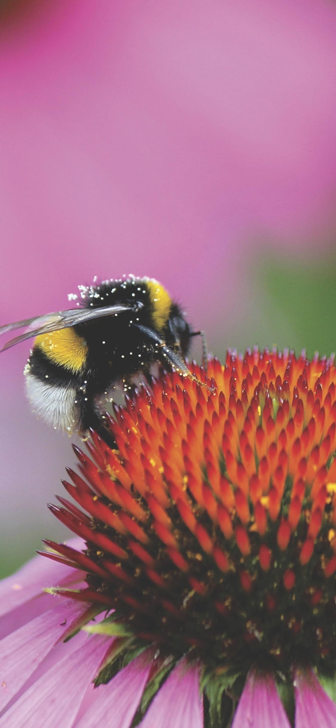 Bee Pollinator Pink Flower Wallpapers - Wallpaper Cave