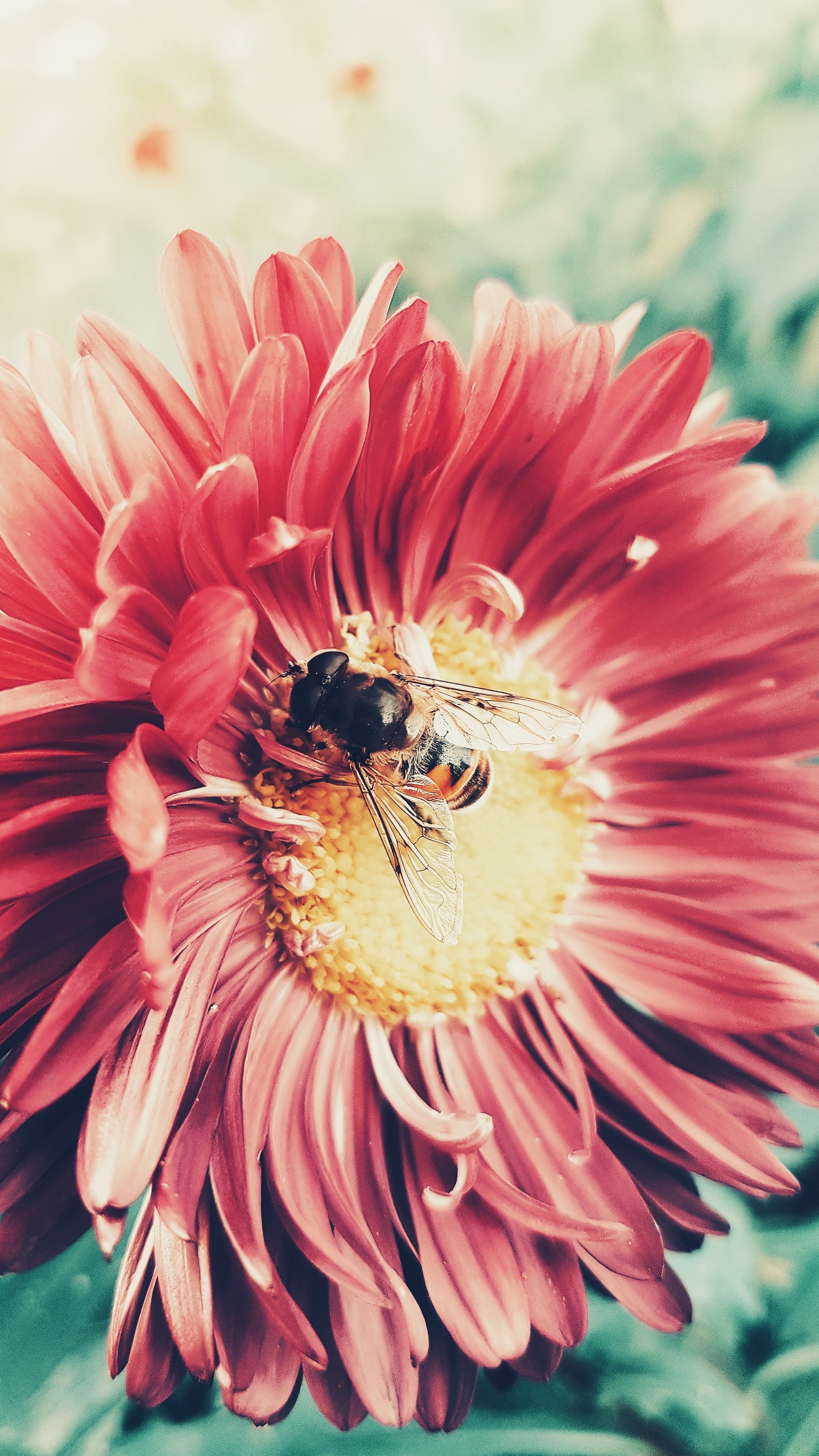 Bee Pollinator Pink Flower Wallpapers - Wallpaper Cave