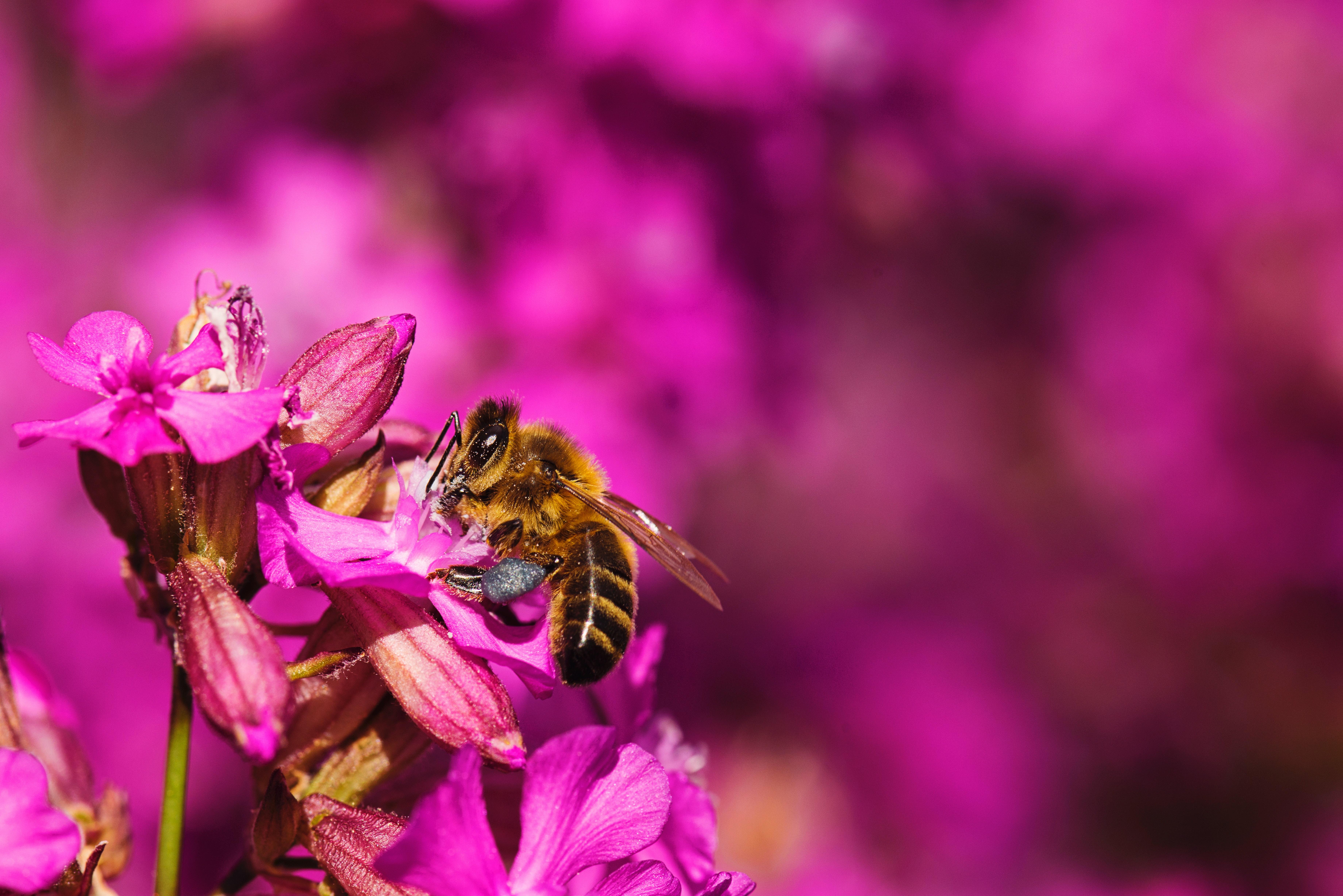 Bee Pollinator Pink Flower Wallpapers - Wallpaper Cave